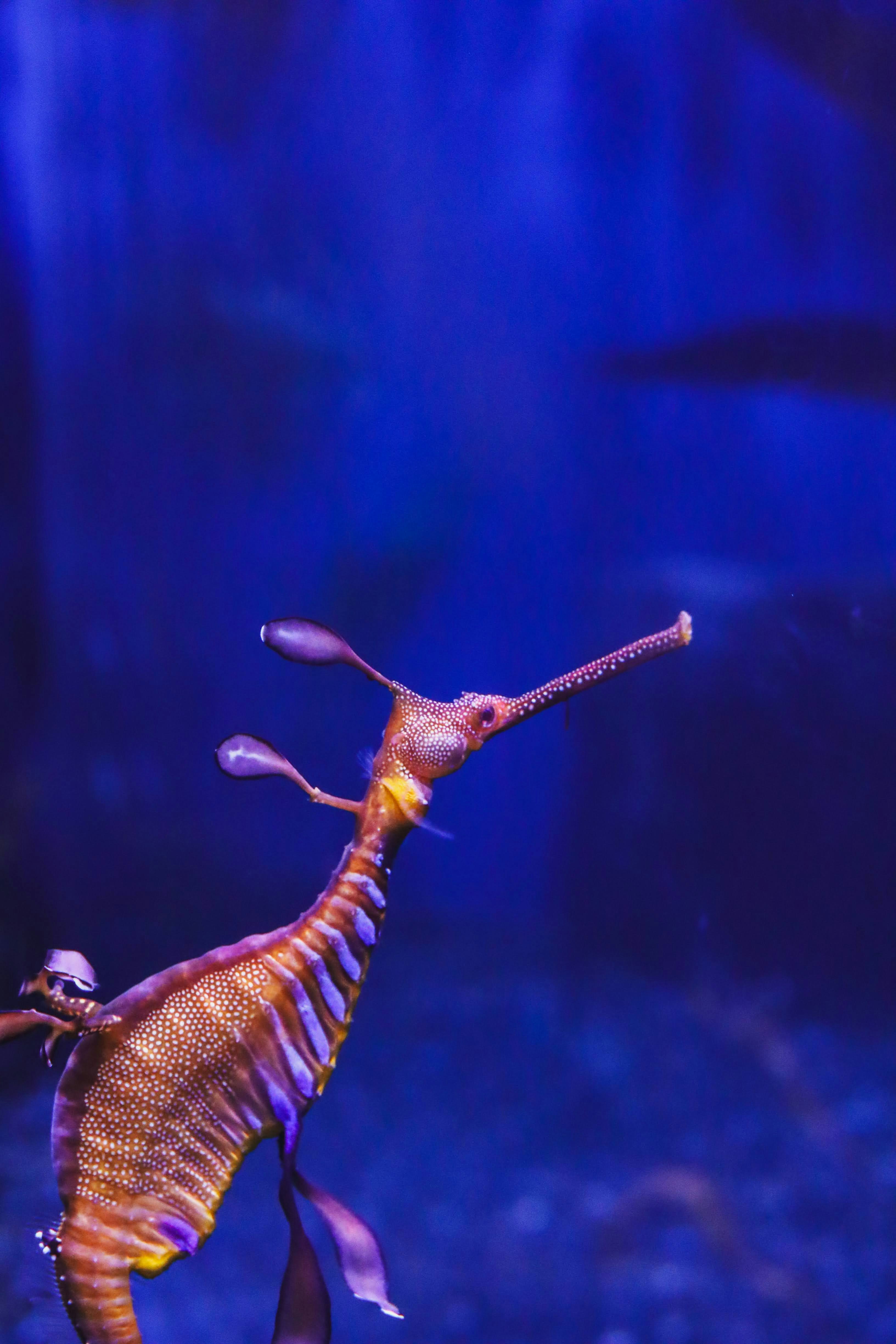 Banana-spot Synced Seahorse Silhouette in Neon Water