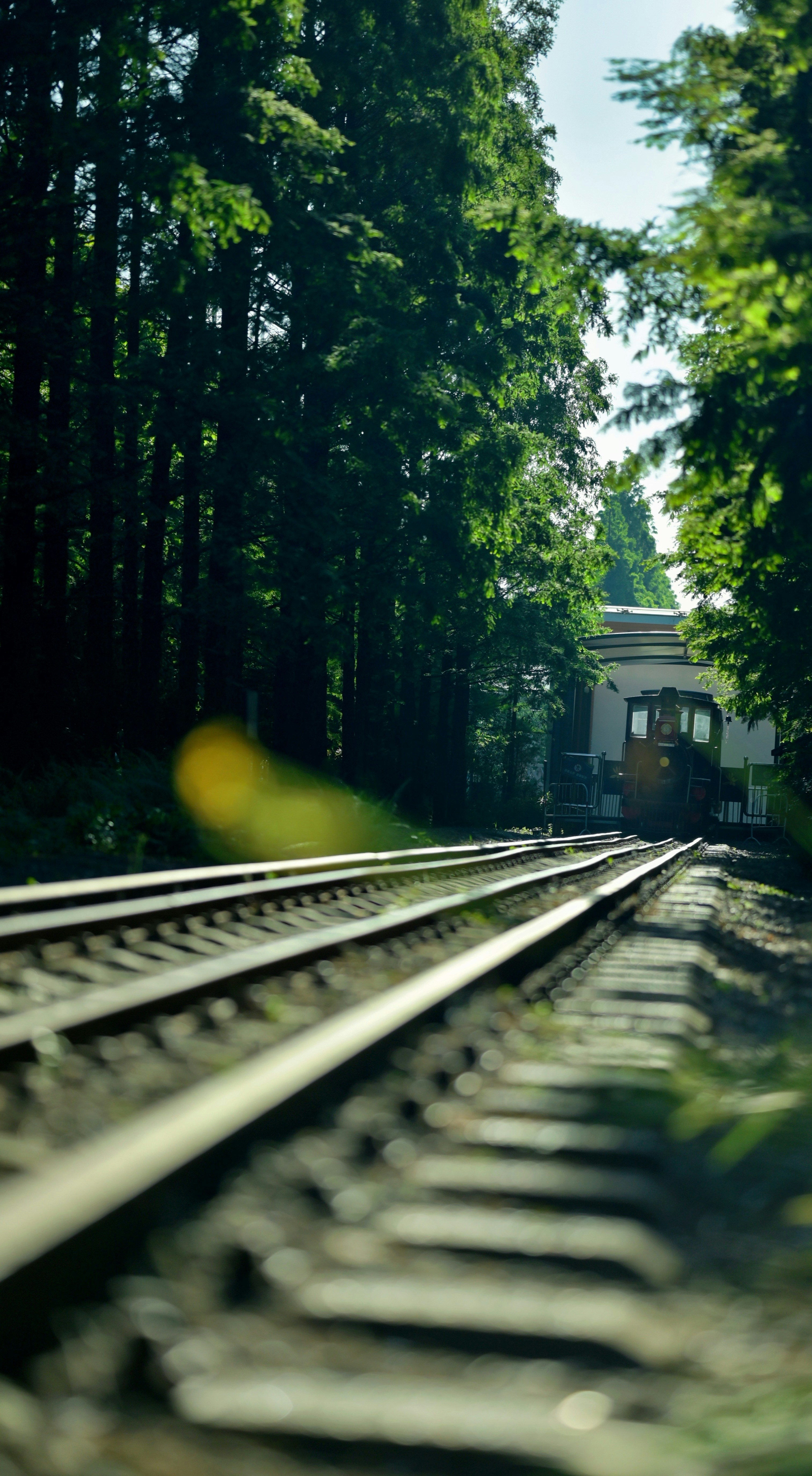 Foto Kereta api yang melintasi hutan hijau rimbun – Gambar Mata air ...