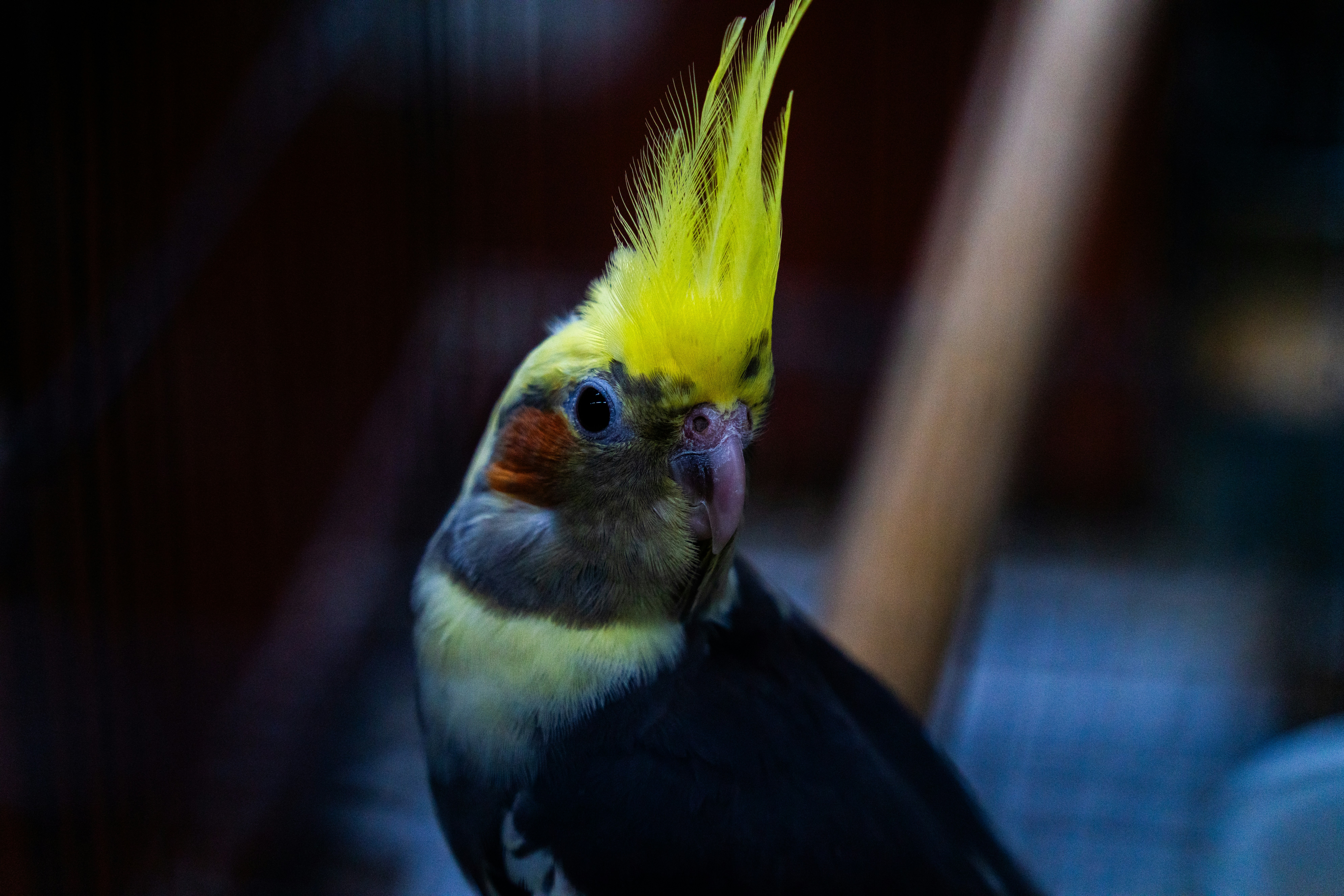 Crown of Sunlight: Cockatiel's Alert Gaze in Velvet Shadows