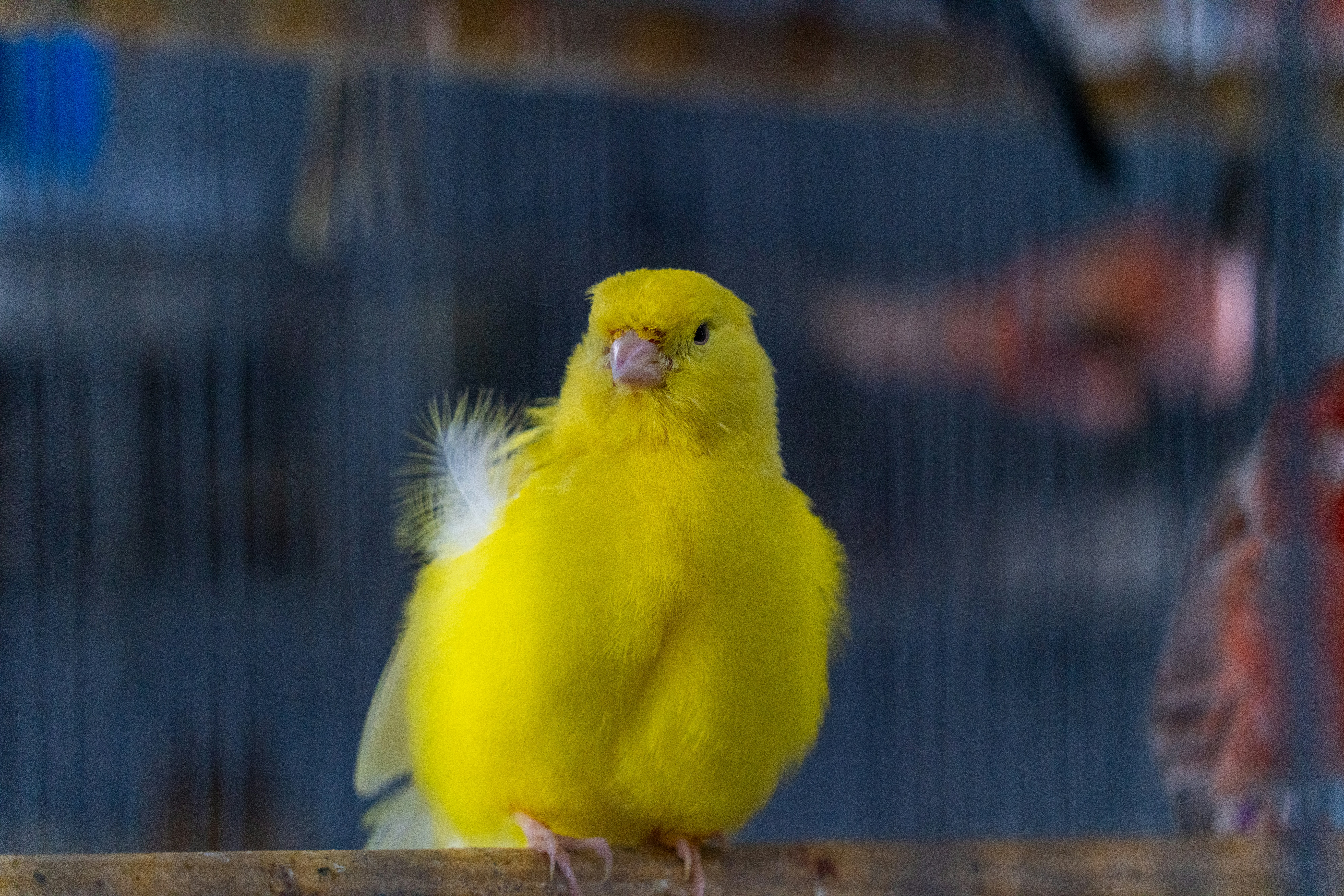 Vibrant yellow canary perched on a wooden bar, showcasing its fluffy feathers against a blurred background of other birds.