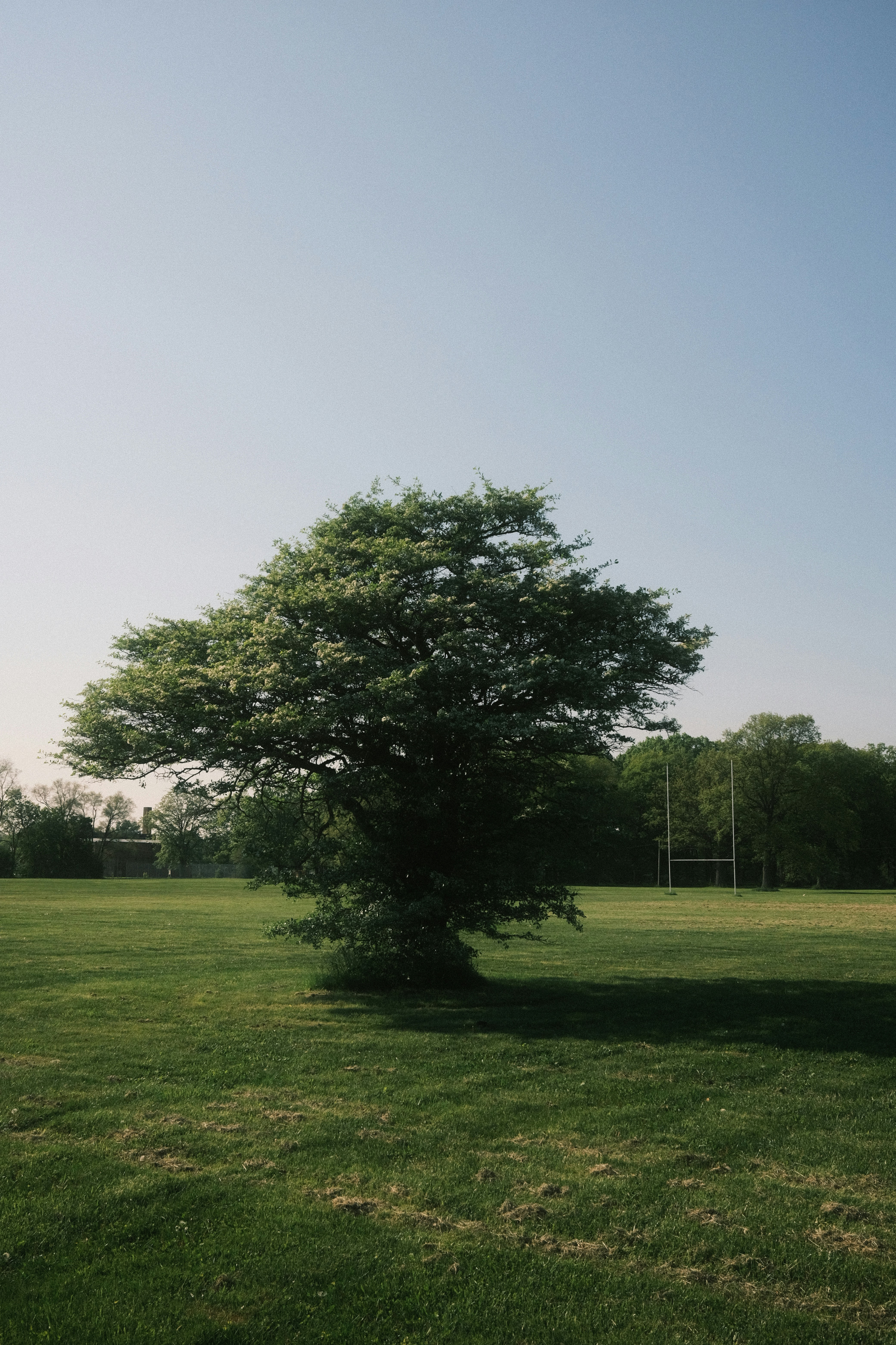 Solitary Canopy: A Tree Reigns Over a Sunlit Rugby Field
