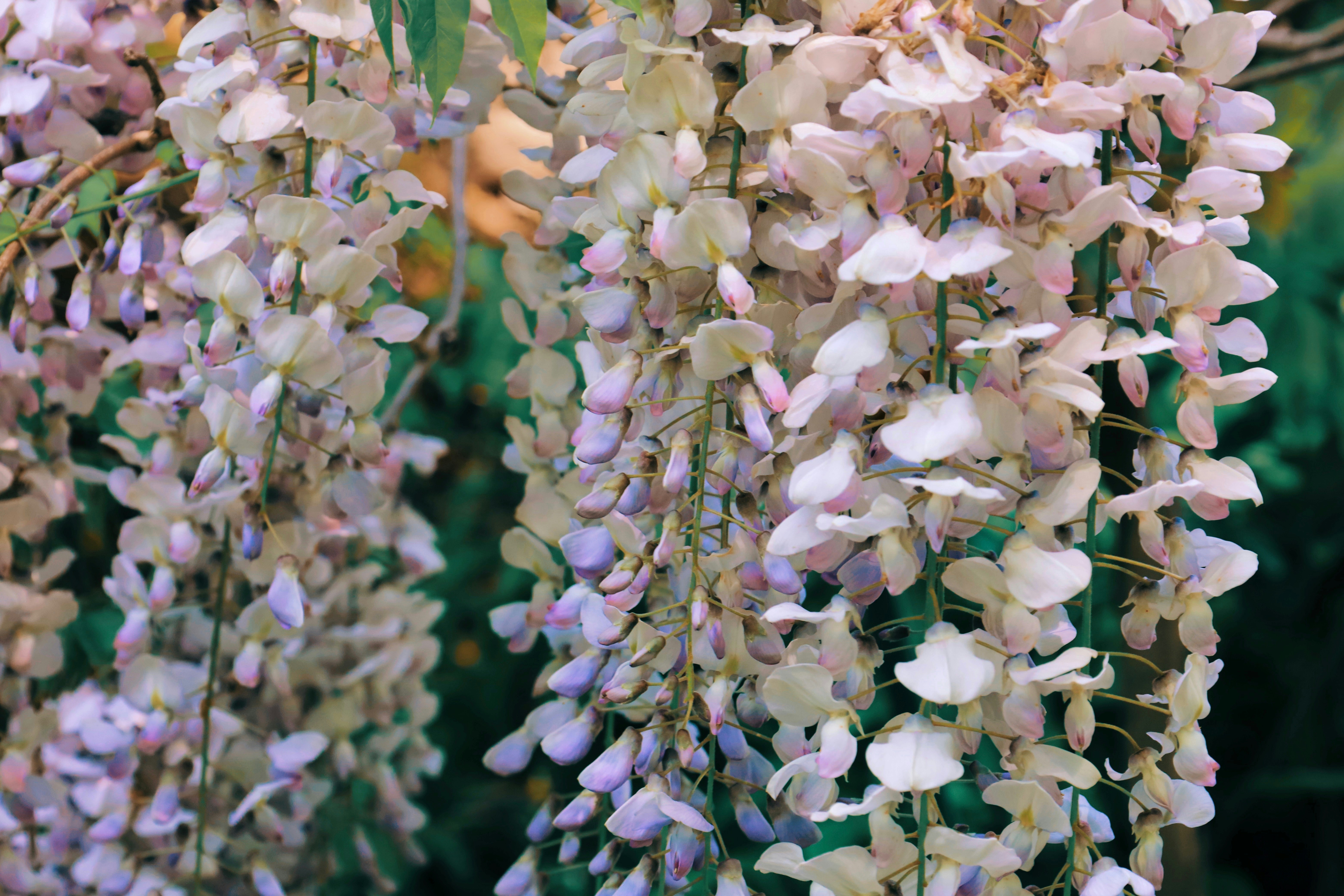 Lilac Drapes: Cascading Wisteria in Quiet Garden Light