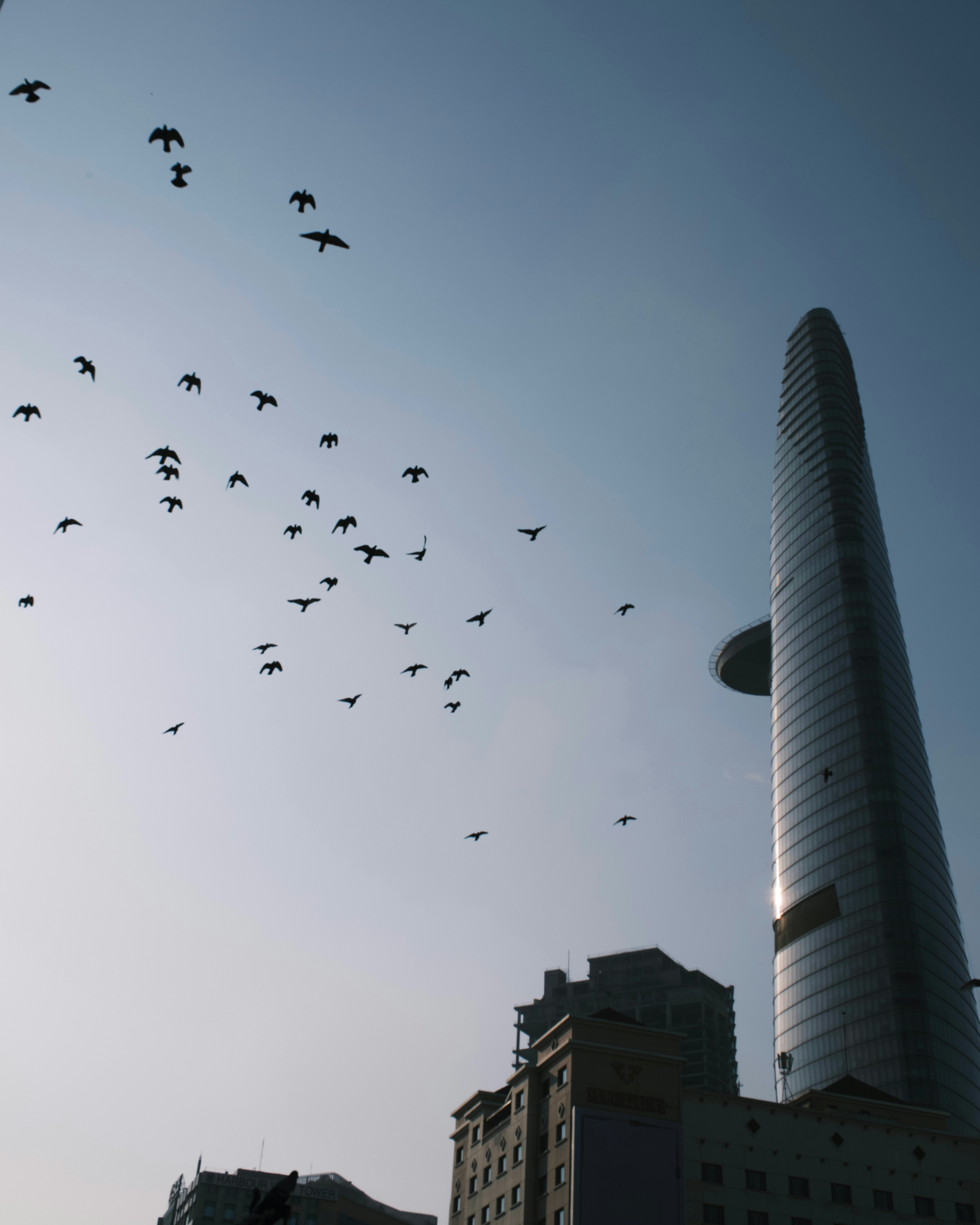 A flock of birds flying over a tall building photo – Free Bitexco ...