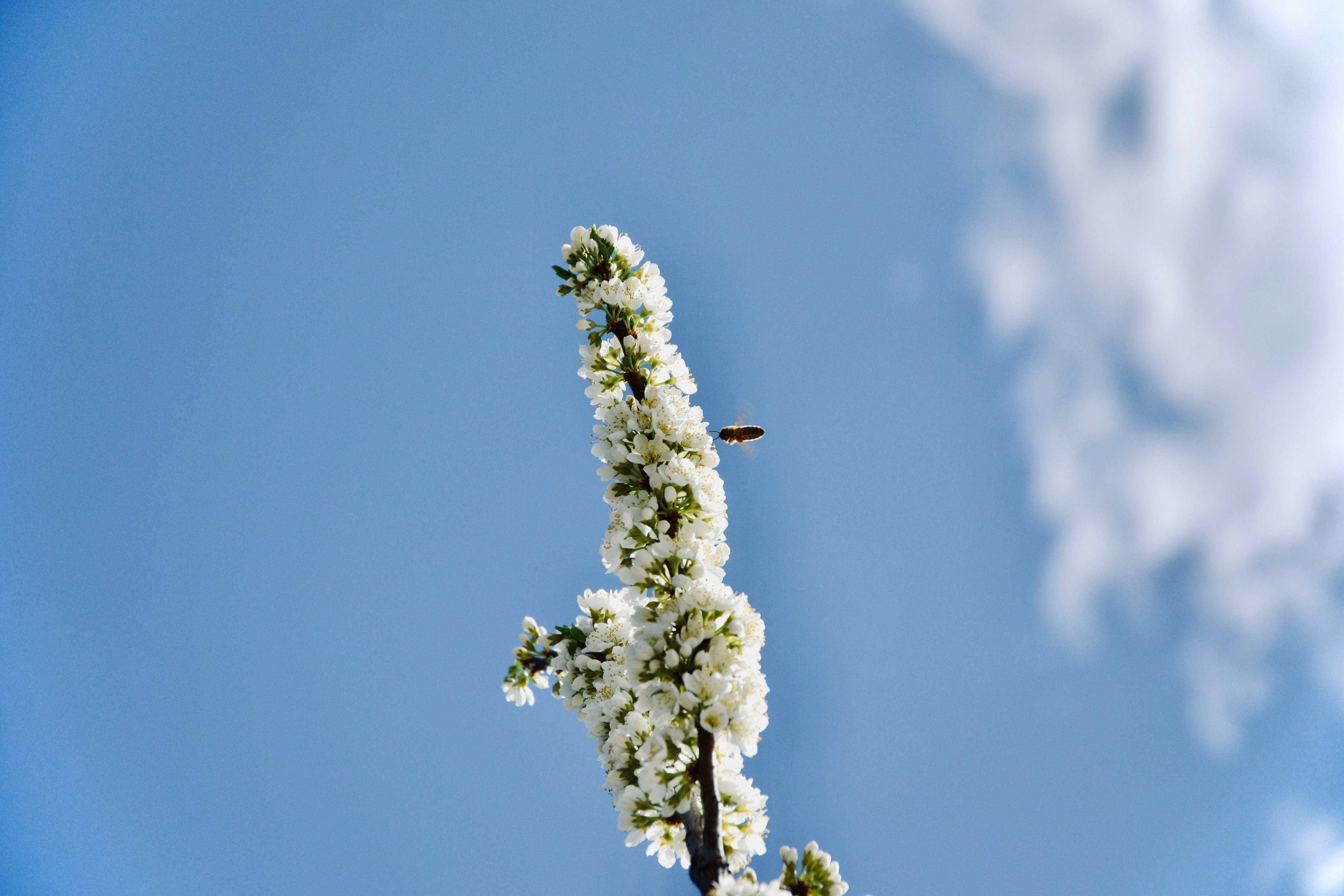 A bee near a flowering plum branch against a blue sky background.