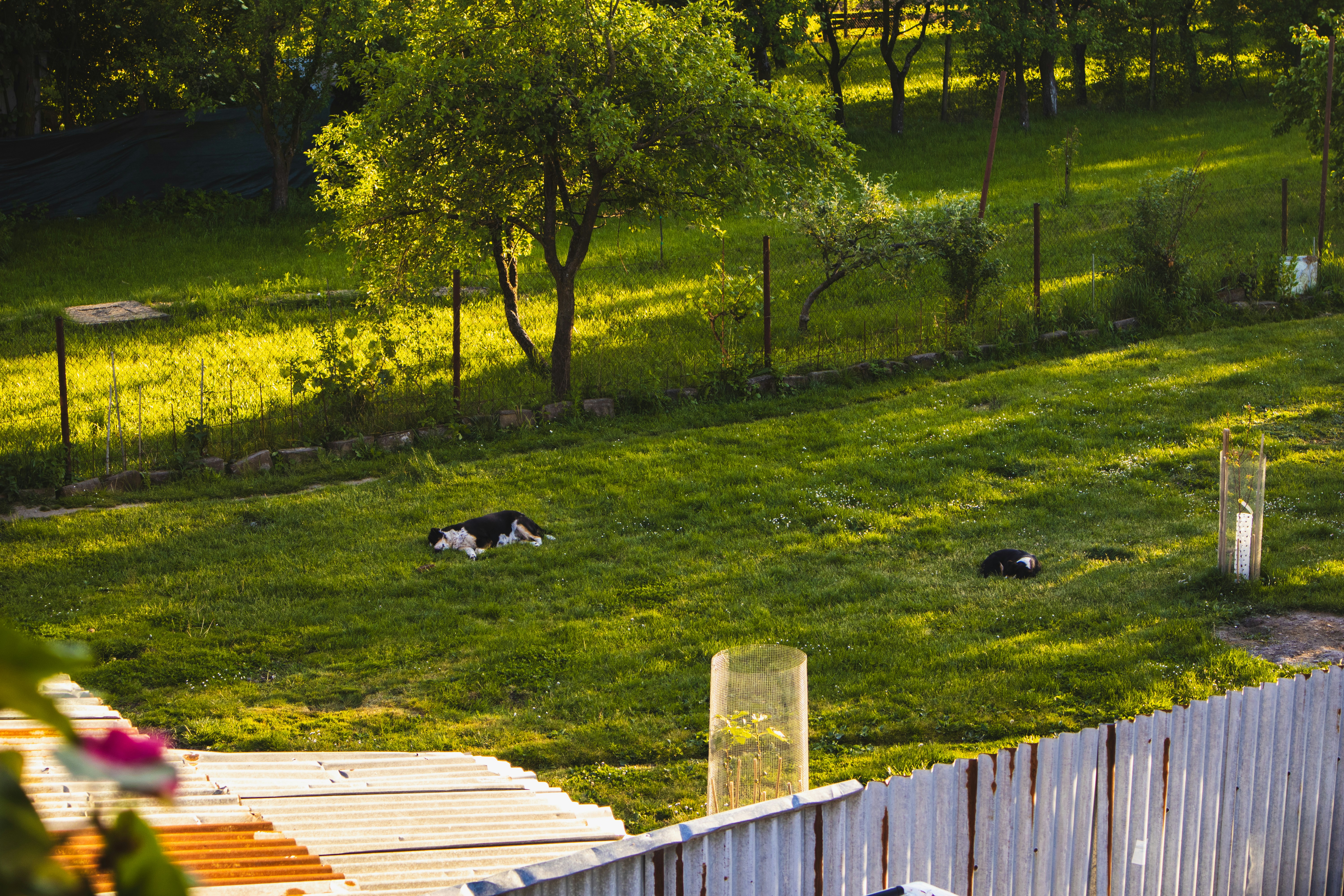 Drowsy Grazers Beneath a Sunlit Meadow Fence