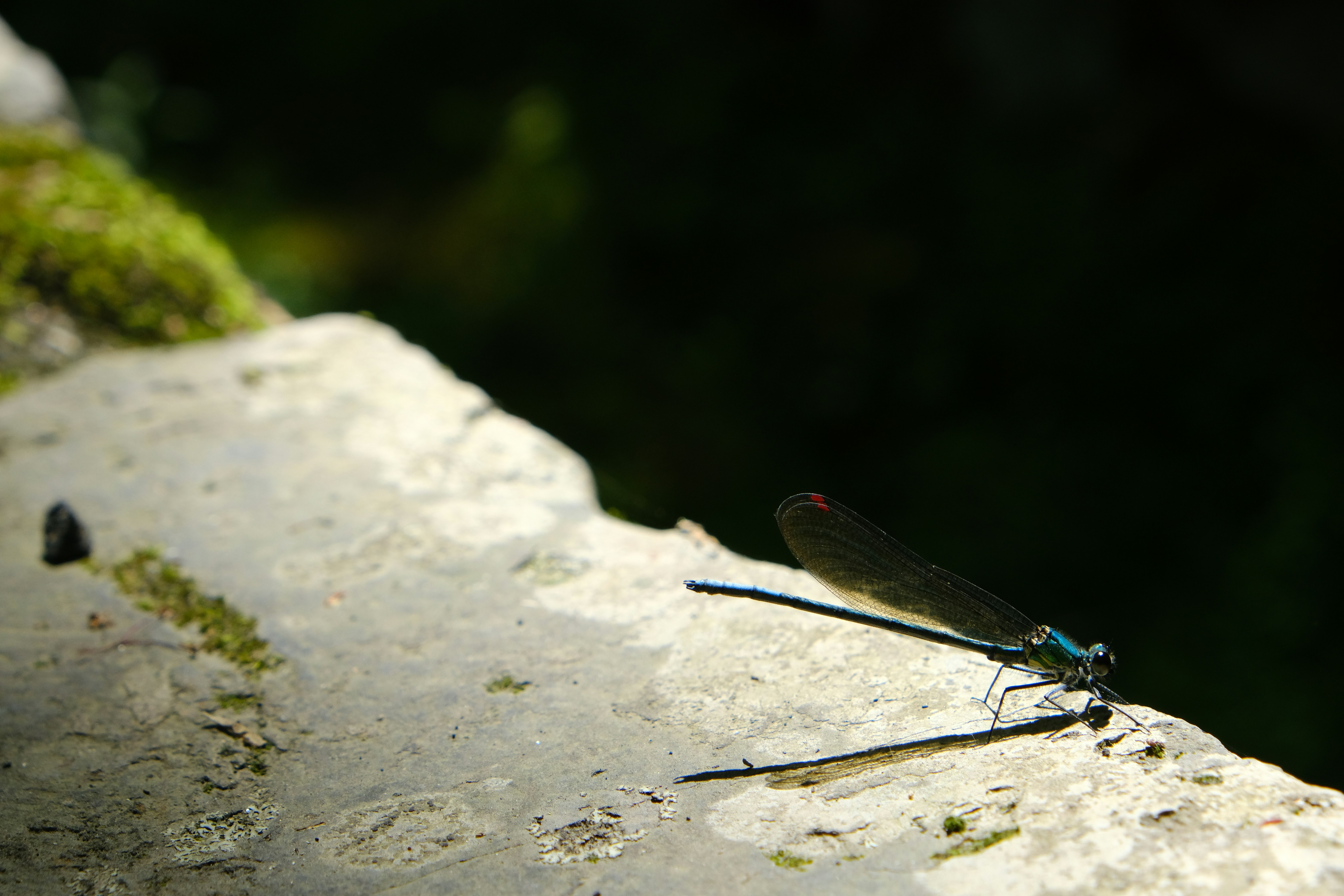 Damselfly