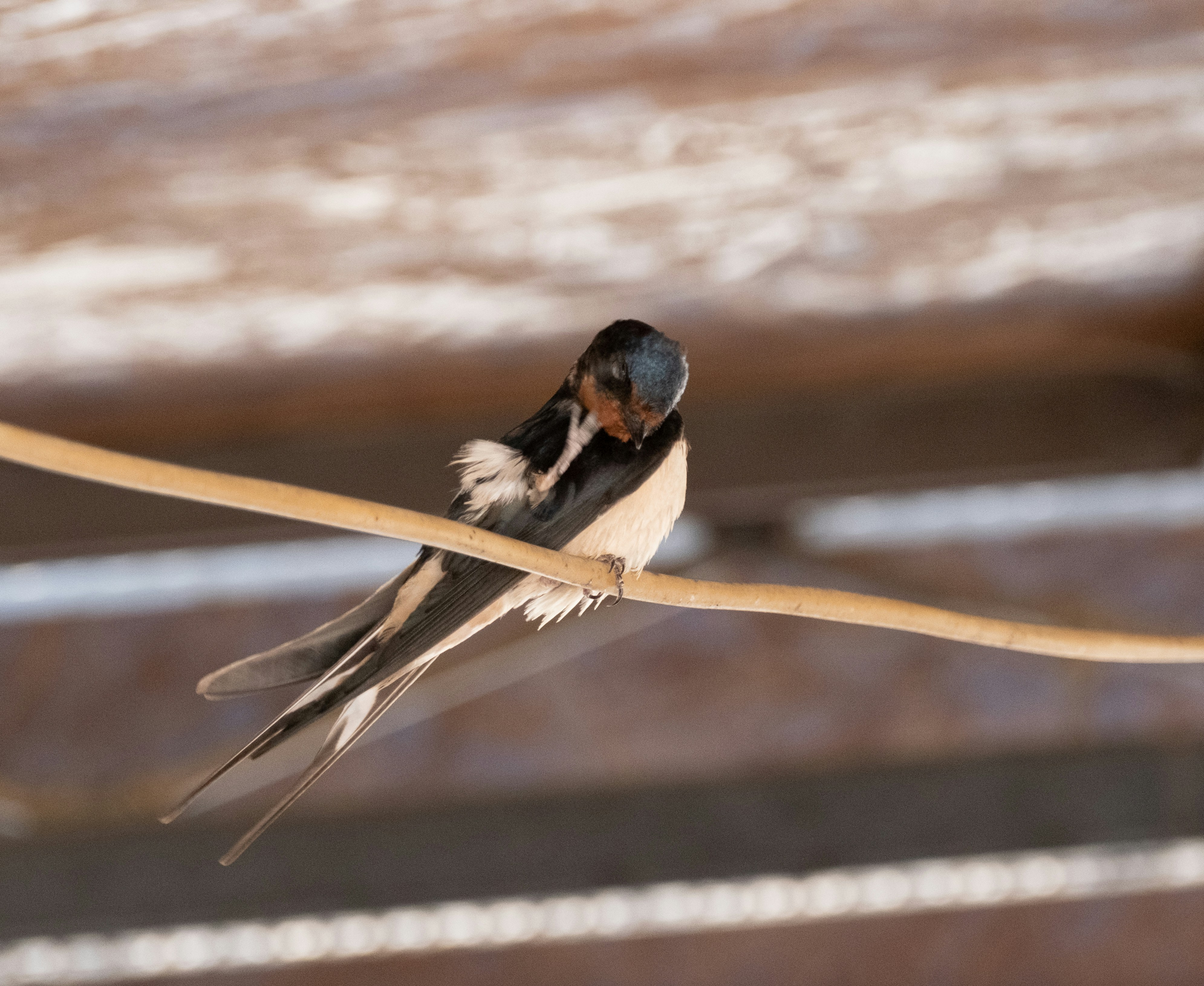 Un pequeño pájaro sentado encima de un palo de madera foto – Imagen de ...