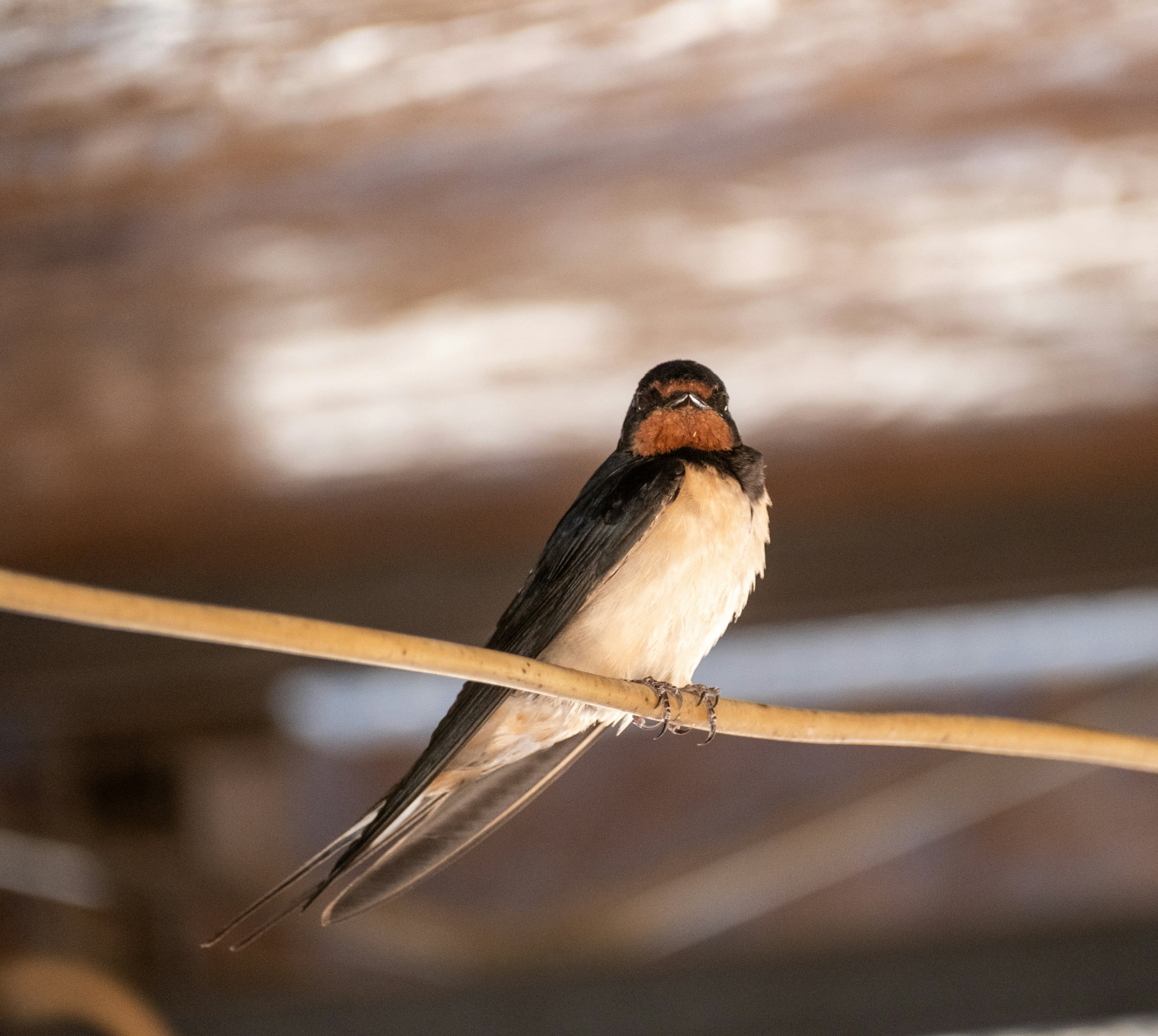 Reed-Side Barn Swallow in a Warm Bokeh Backdrop