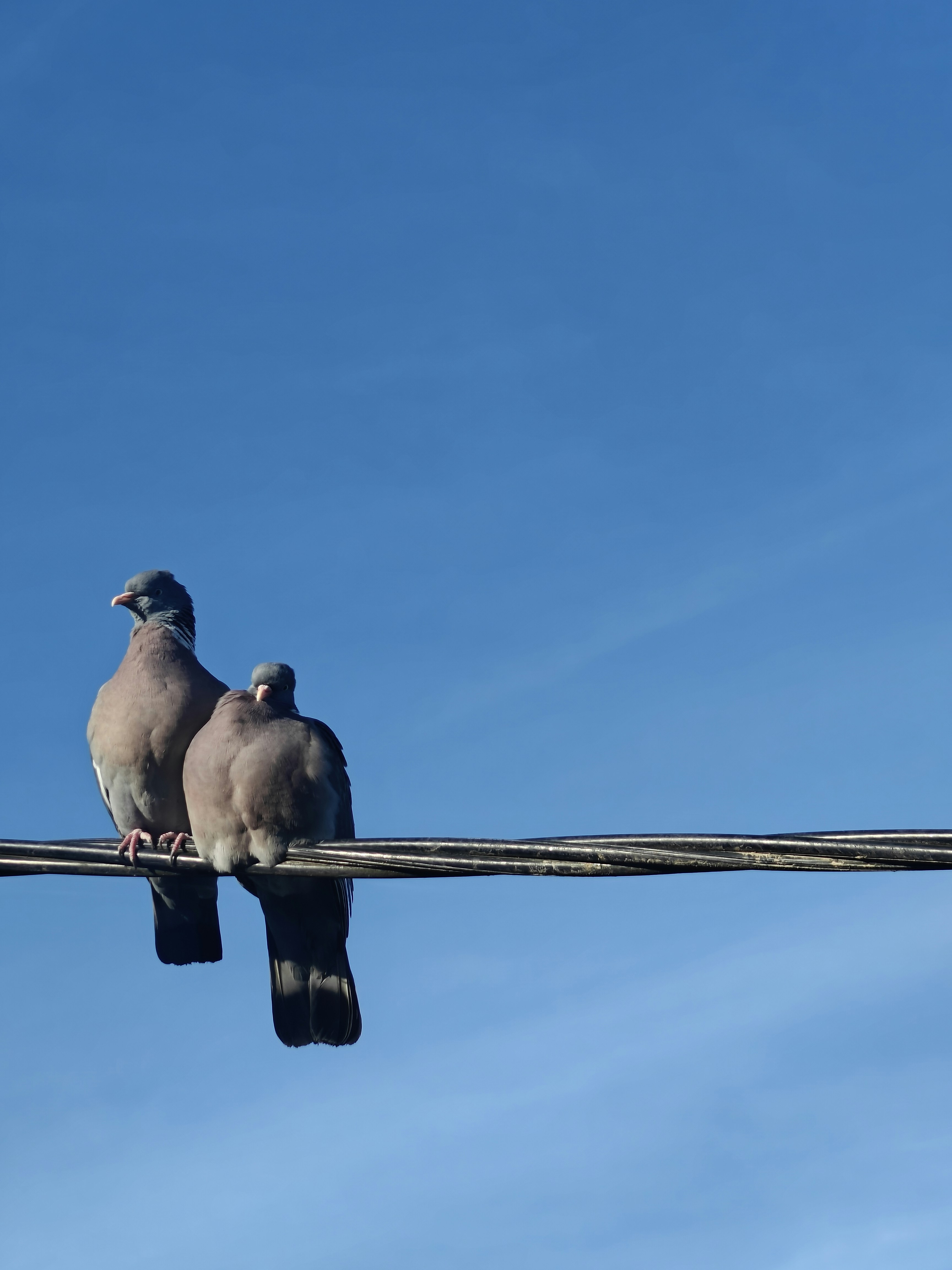 Photo by Mozi with OnePlus 12