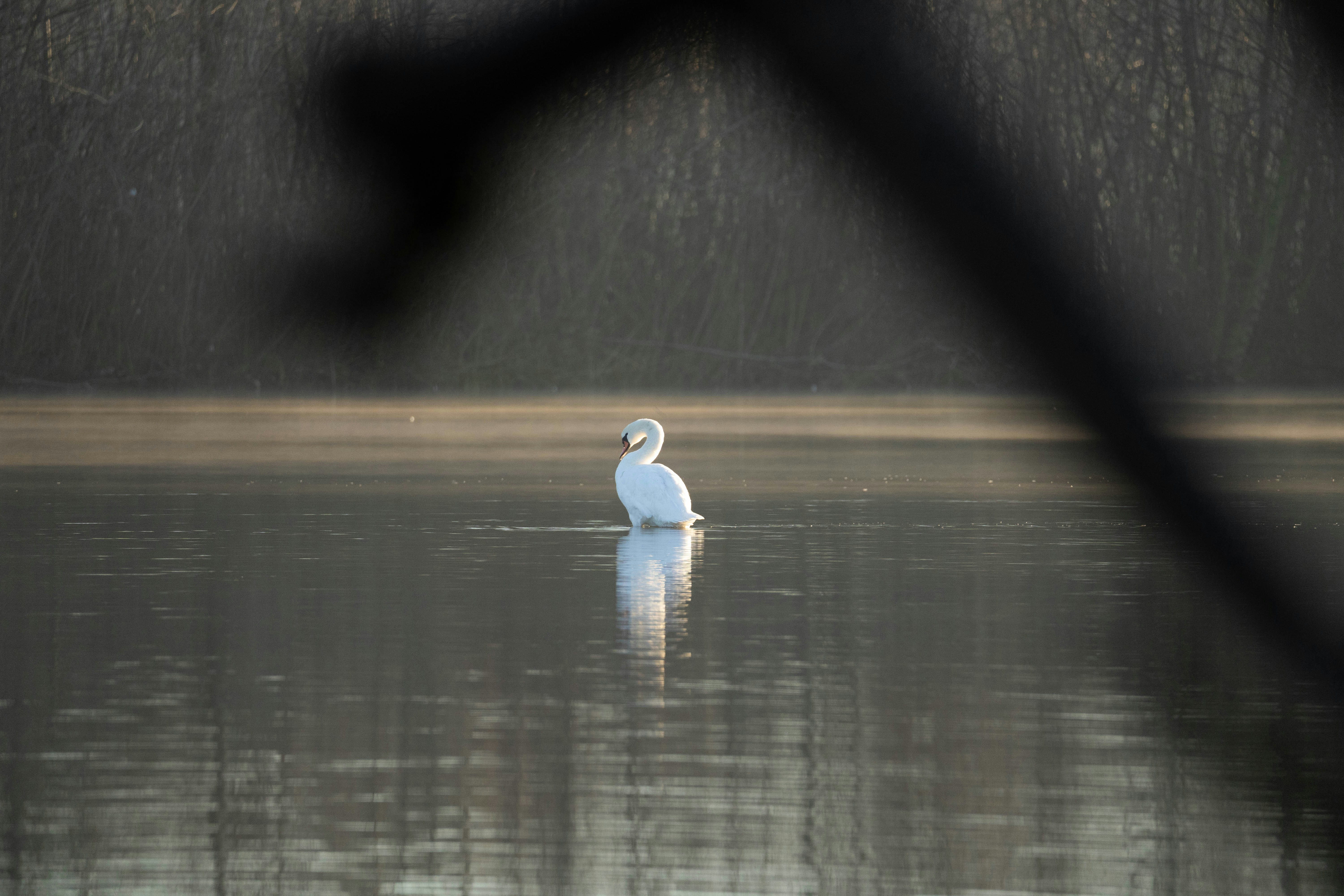 Swan on a Glassy Lake Framed by Quiet Foreground Shadows