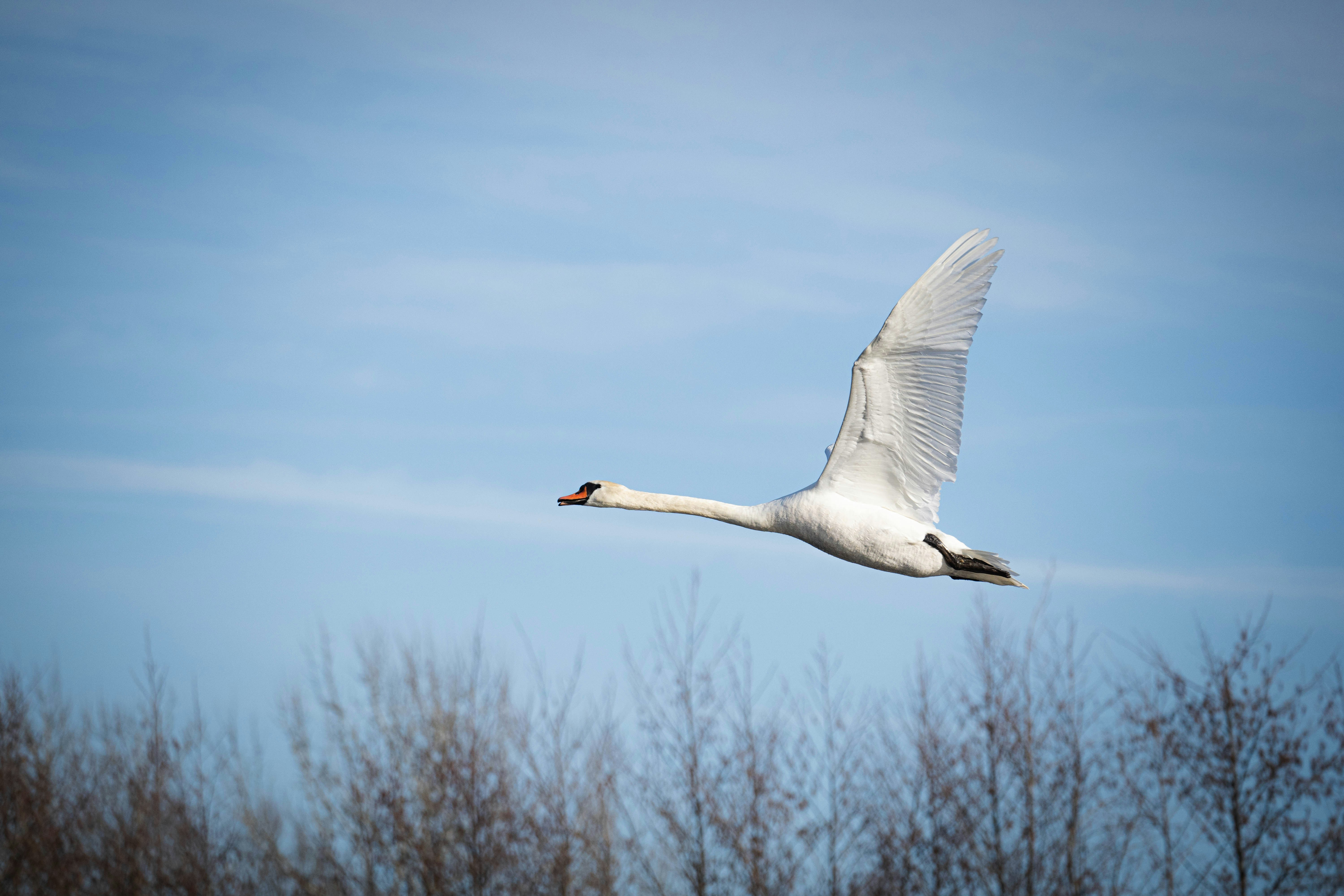 A large white bird flying through a blue sky photo – Free Animal Image ...