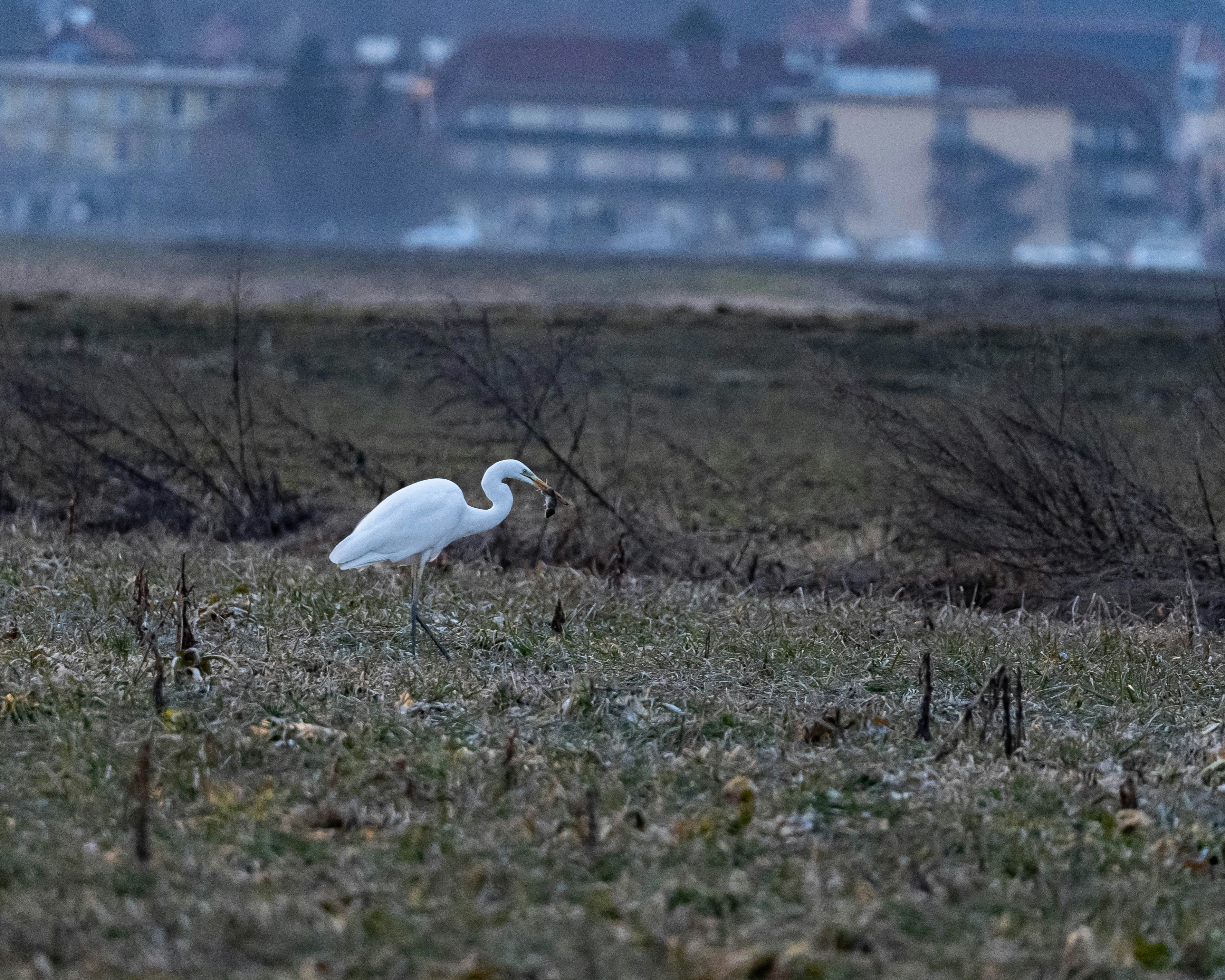 Silent Stalker on the Marshlands