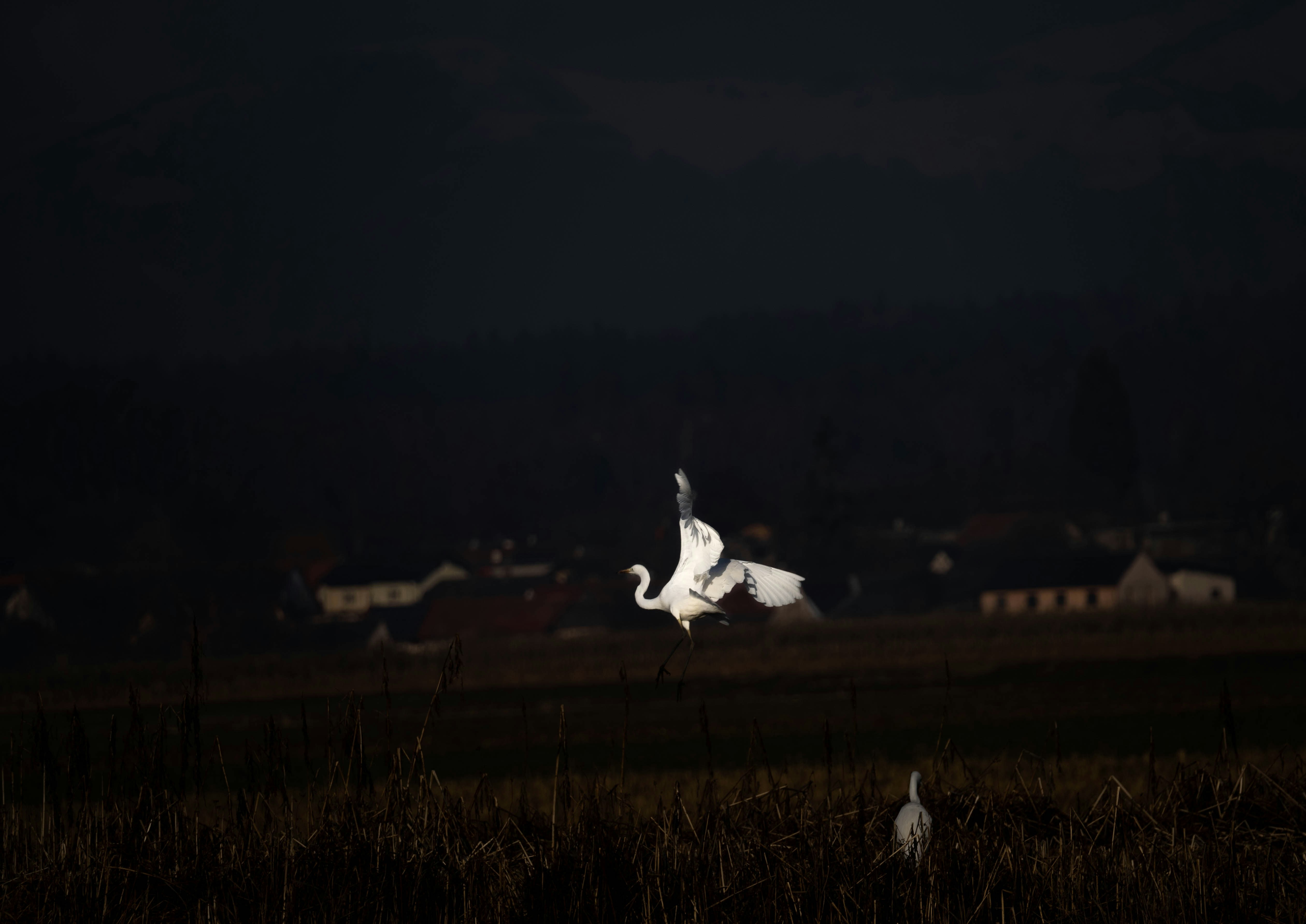 Midnight Flight: A lone egret ascends over a dim rural field