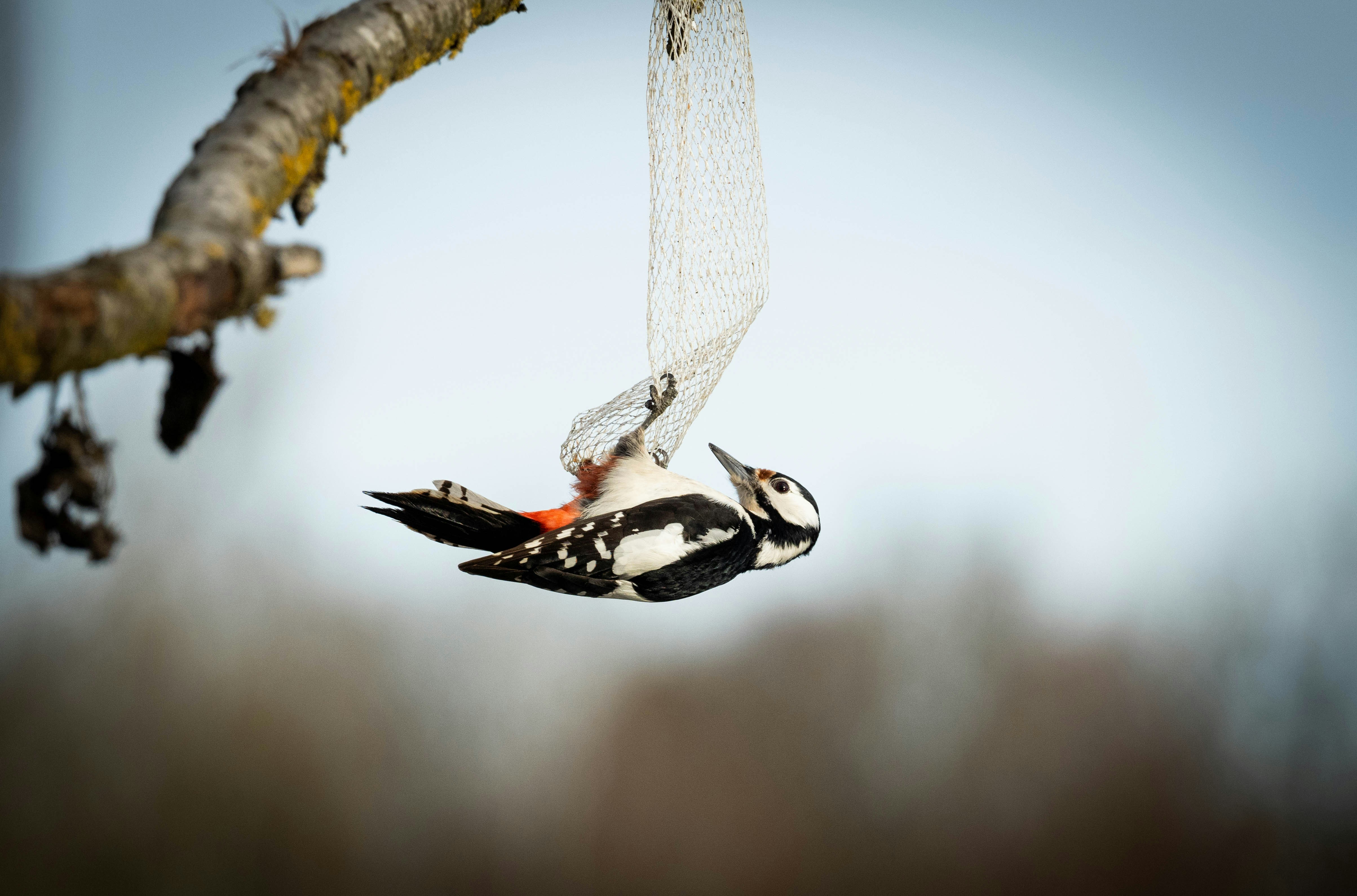 Suspended Silence: Great Spotted Woodpecker at a Mesh Feeder