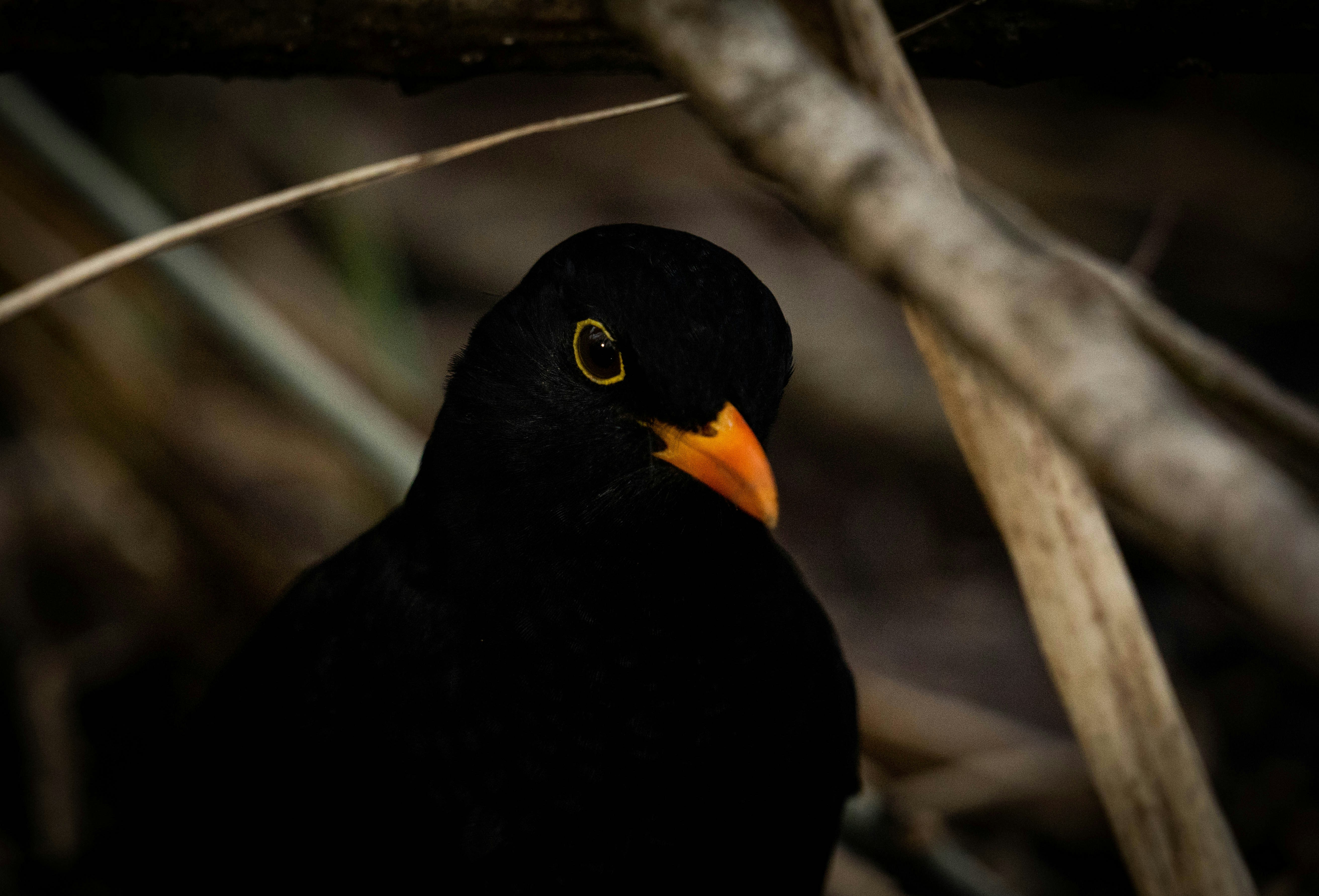 Amber-Beaked Blackbird in Twilight Understory