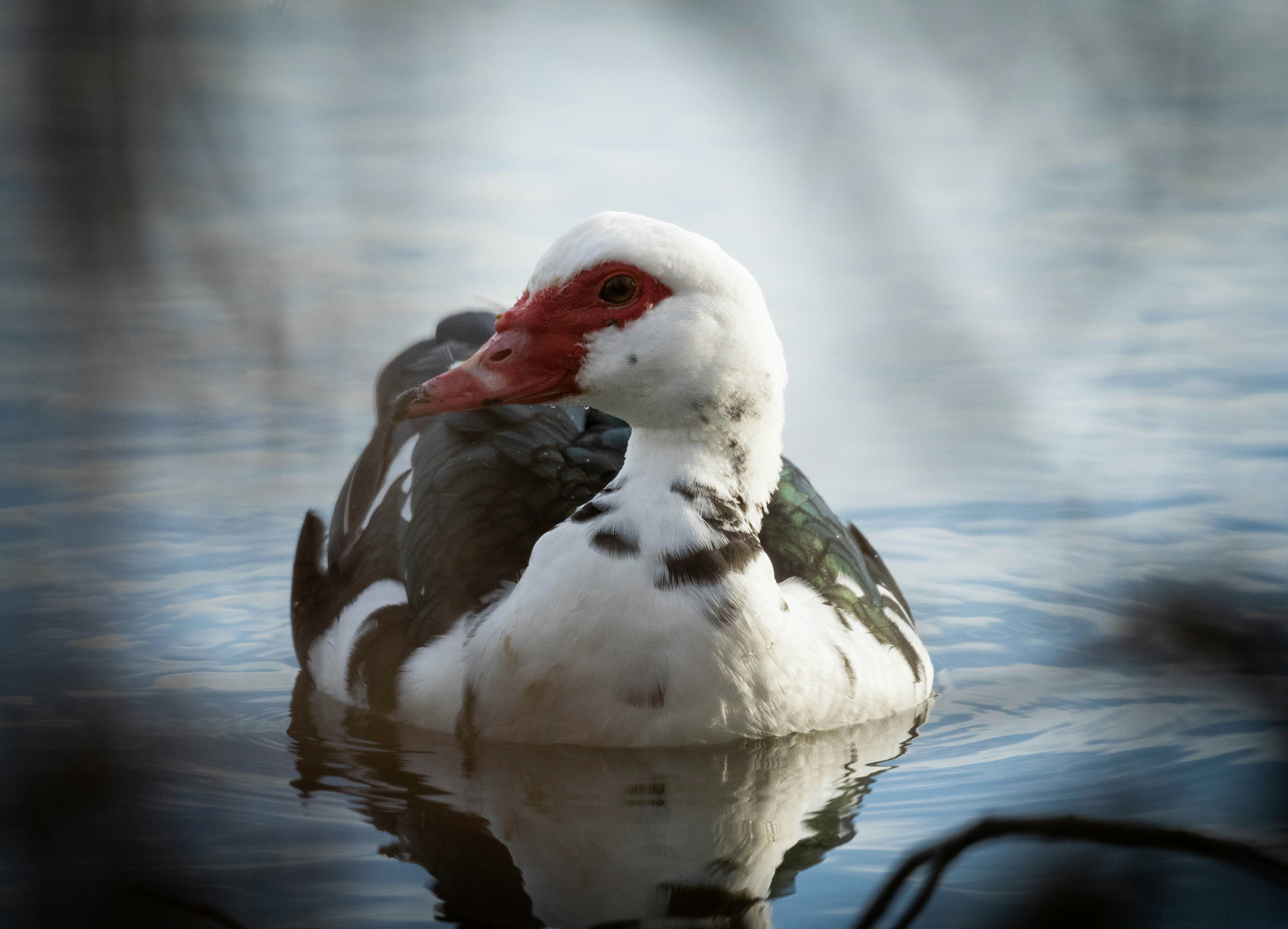 Red-Eyed Mollusk: A White-Black Duck Adrift on Quiet Water