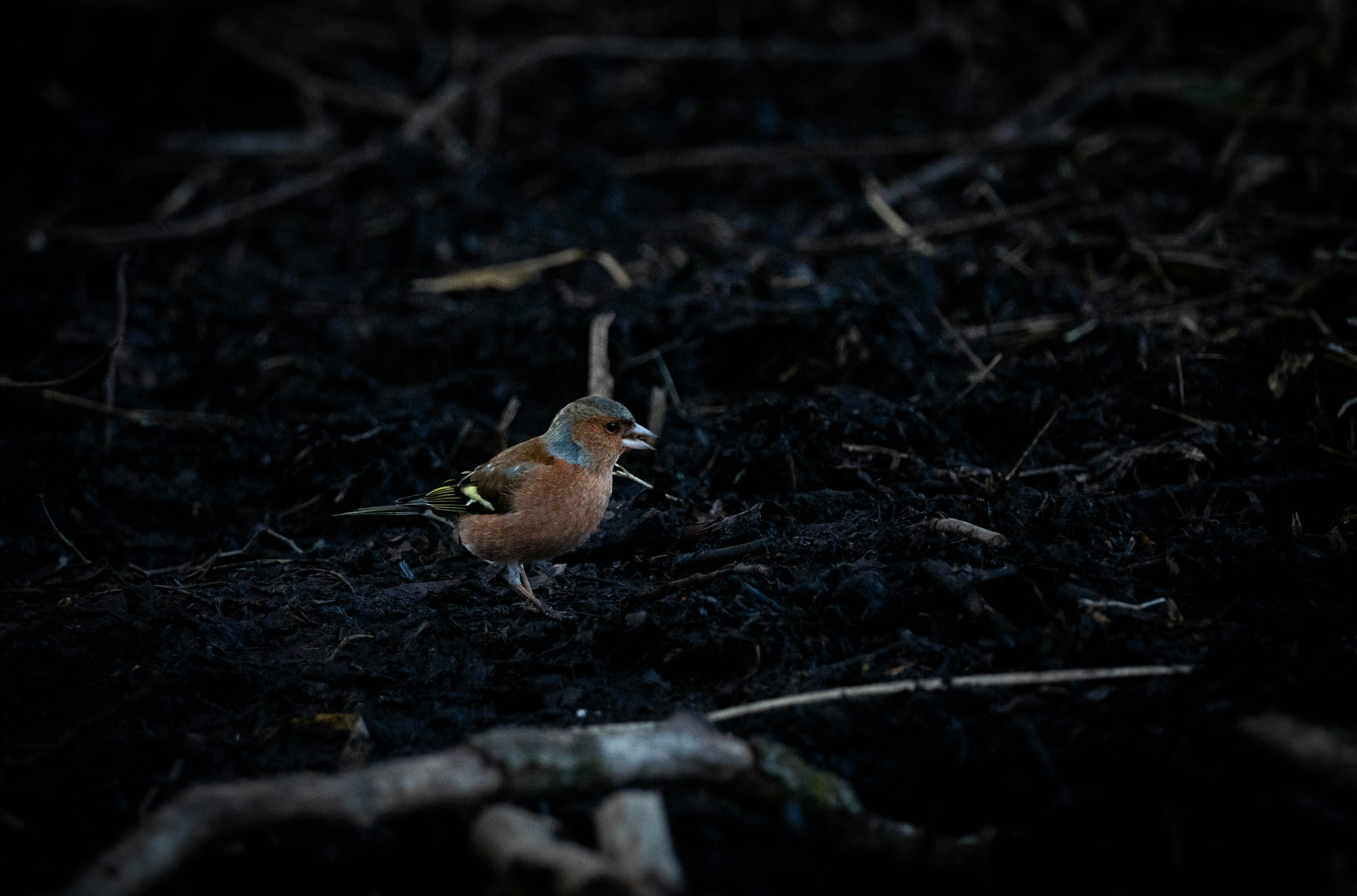 Amber-brown Passerine on a Shadowed Leaf-Litter Stage