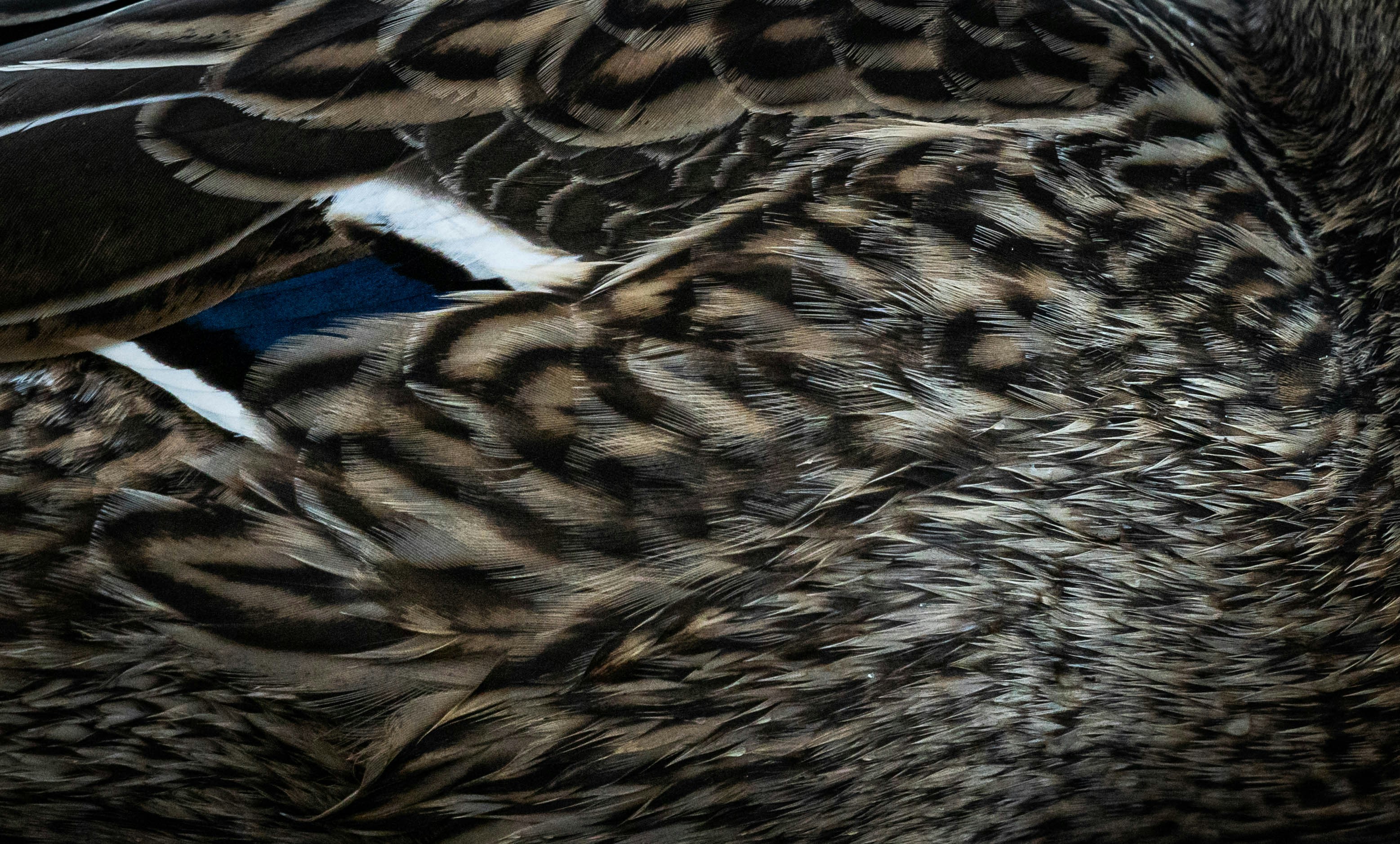 Azure Fragment in a Tangle of Striated Feathers