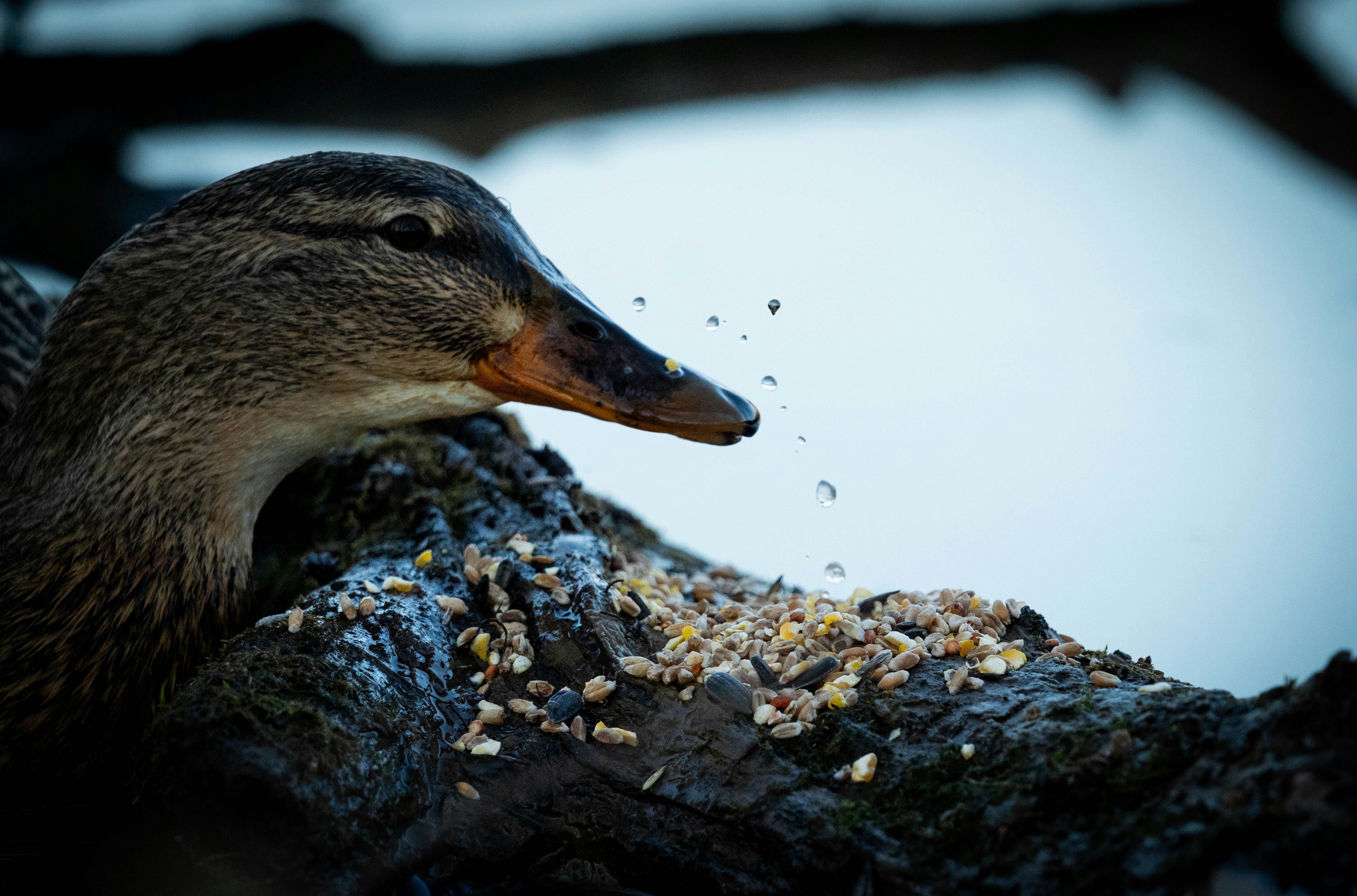 Seed Scatter at the Rock's Edge: A Mallard's Quiet Feeding Moment
