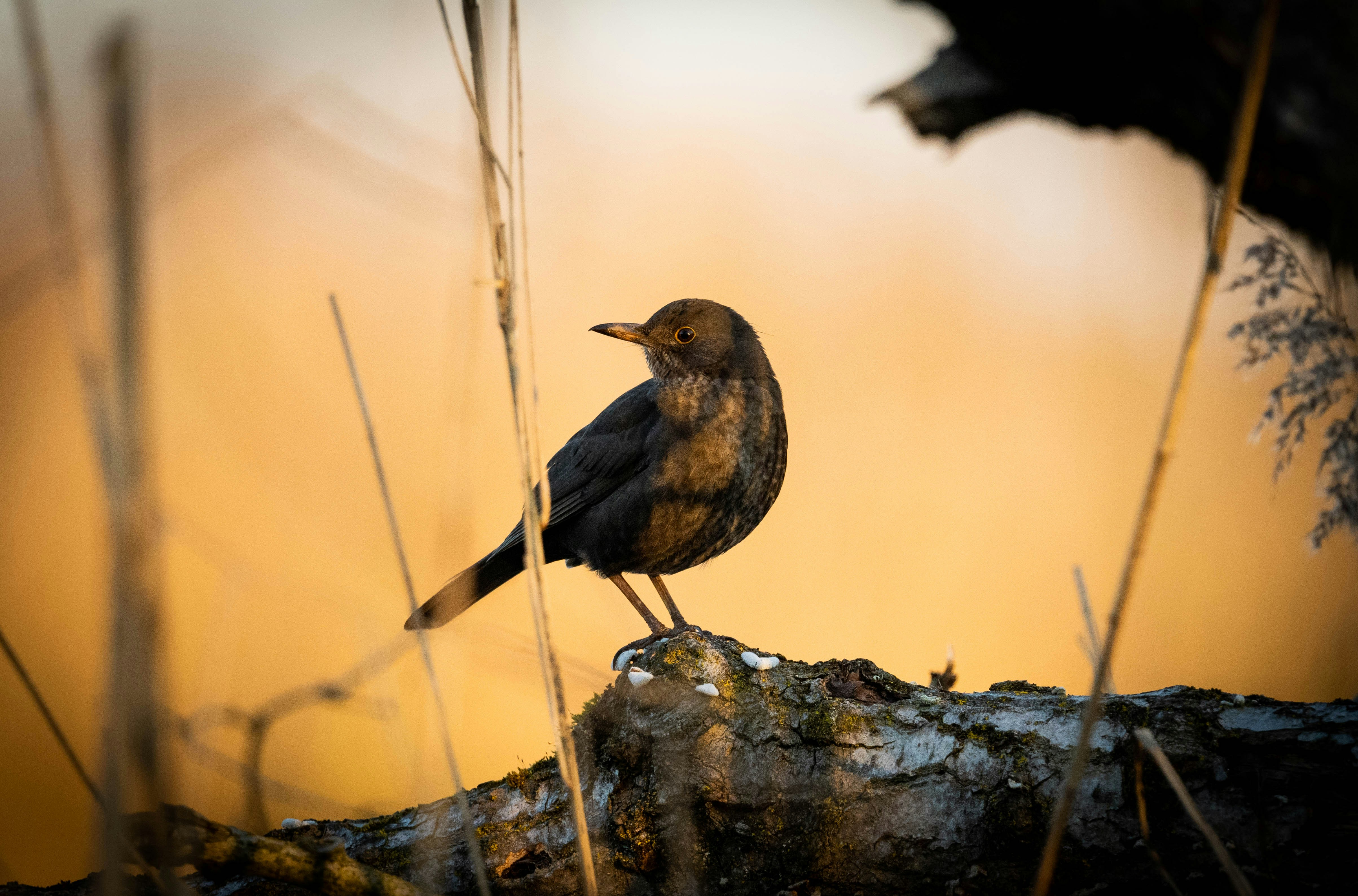 Amber Backlit Warbler on a Mossy Log Amid Golden Reeds