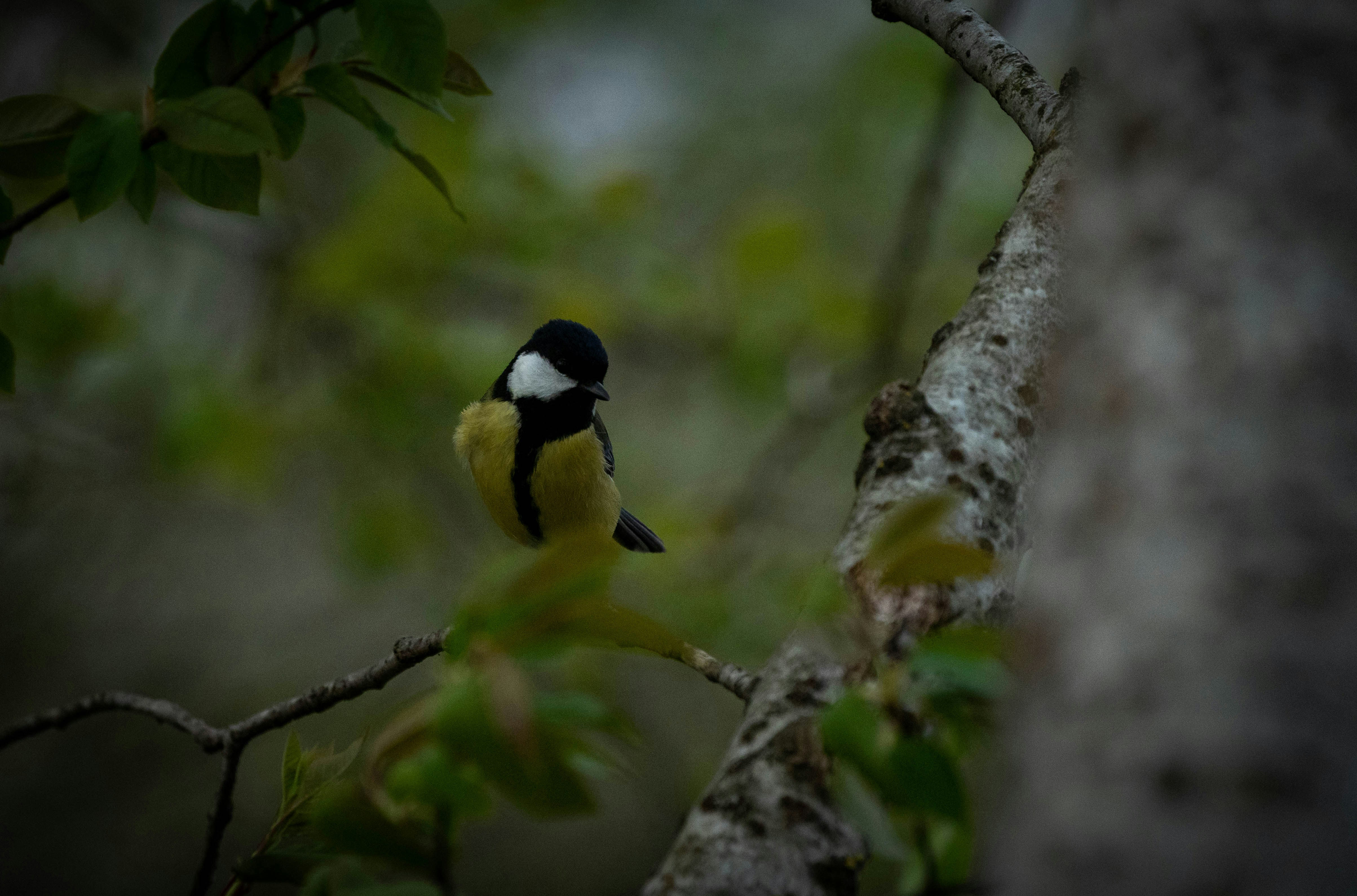 Dusk-Framed Great Tit on a Mossy Branch
