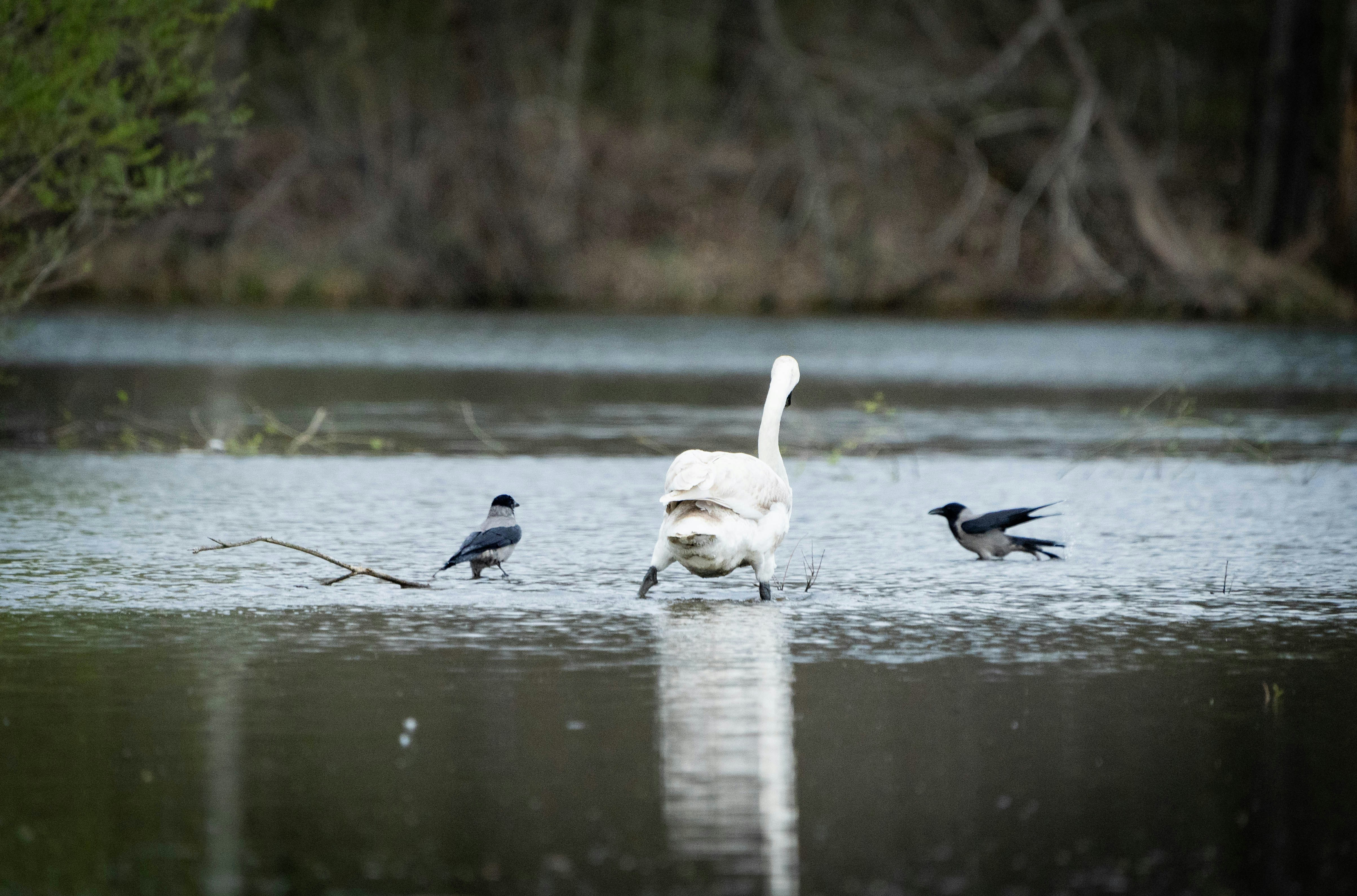 Centerstage Swan: Quiet Tension on a Glassy Lake