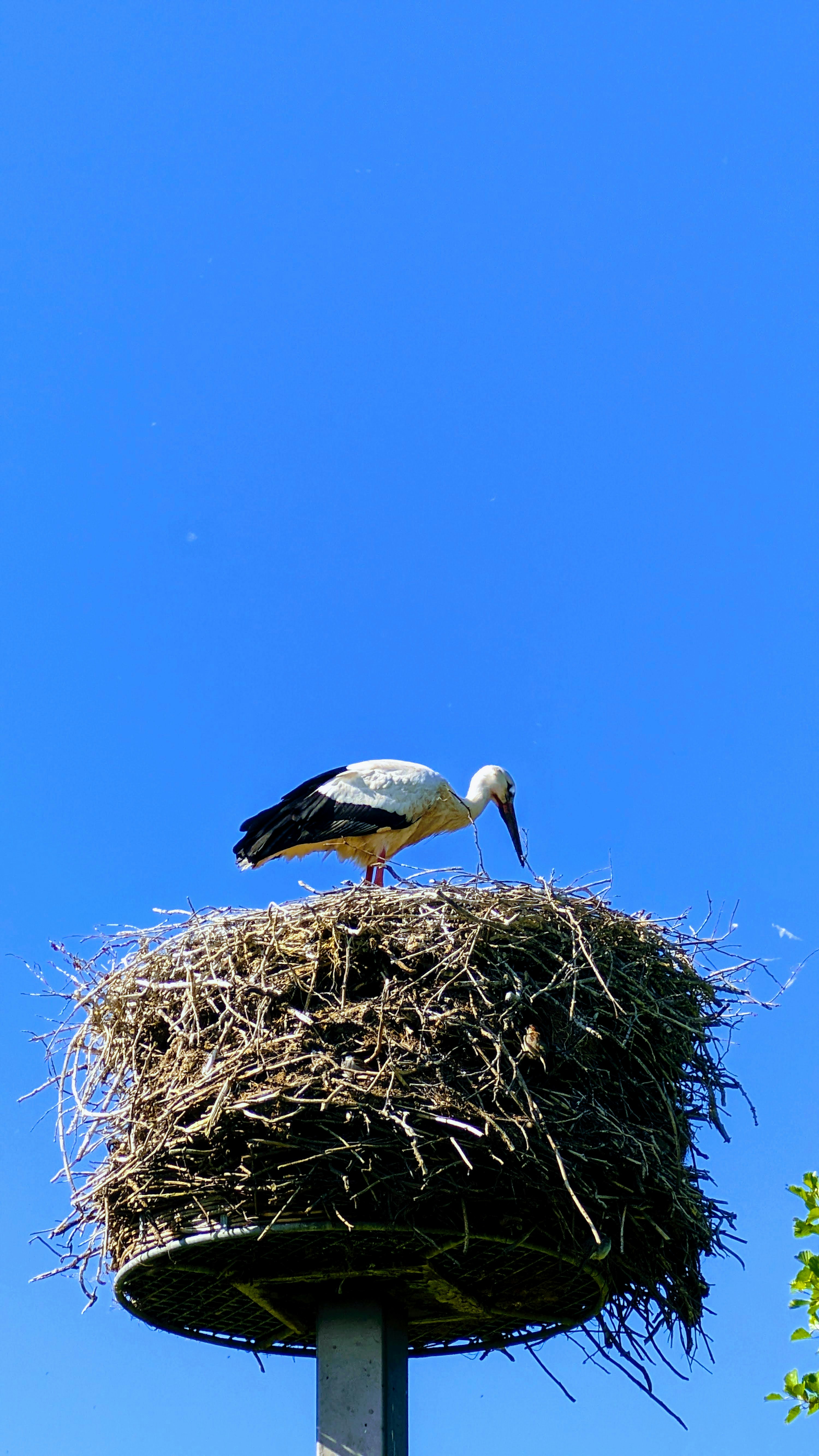 Blue Sky Sentinel: A Stork on Its Nest Crown