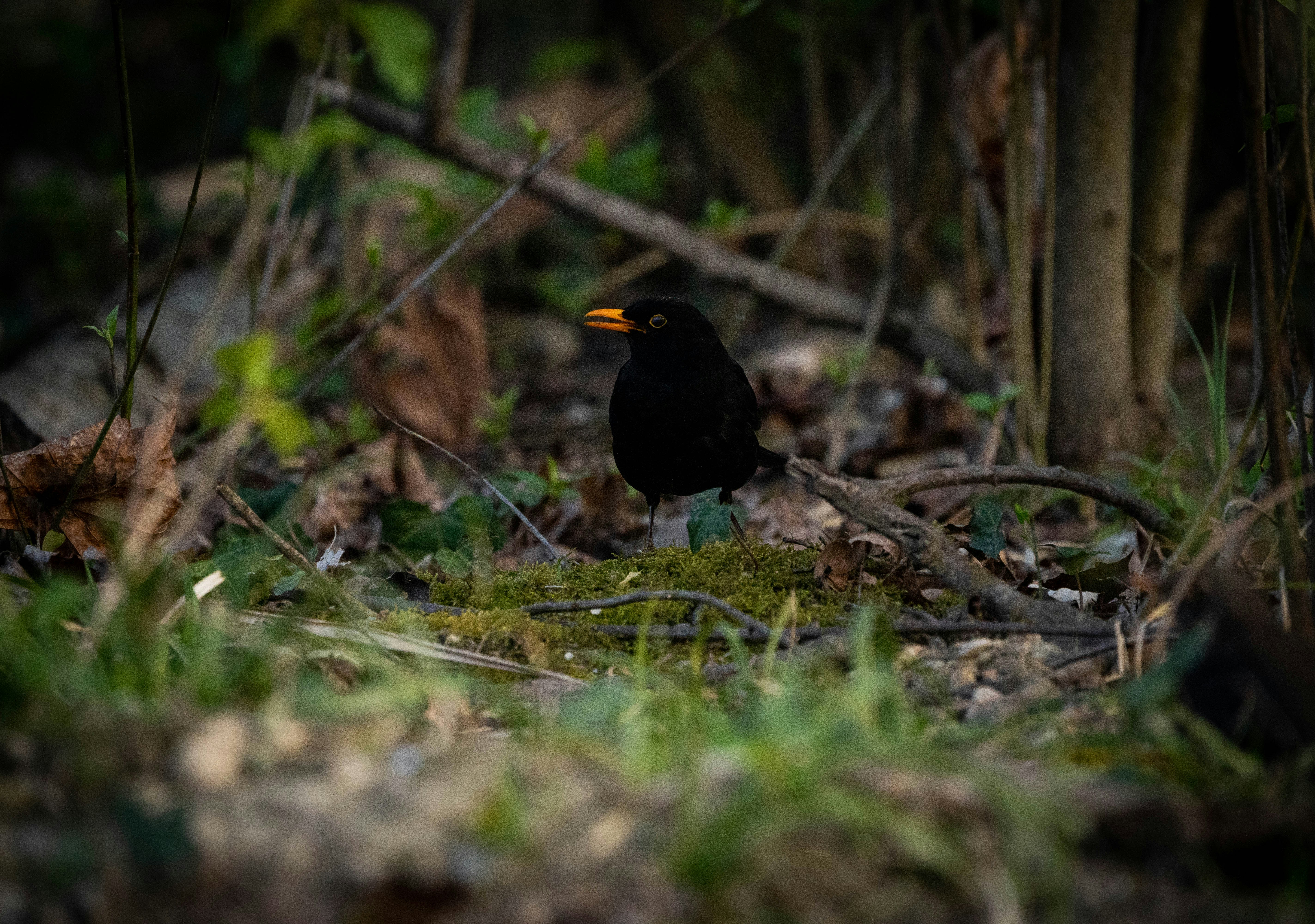Hidden Throne: A Nightingale of the Underbrush