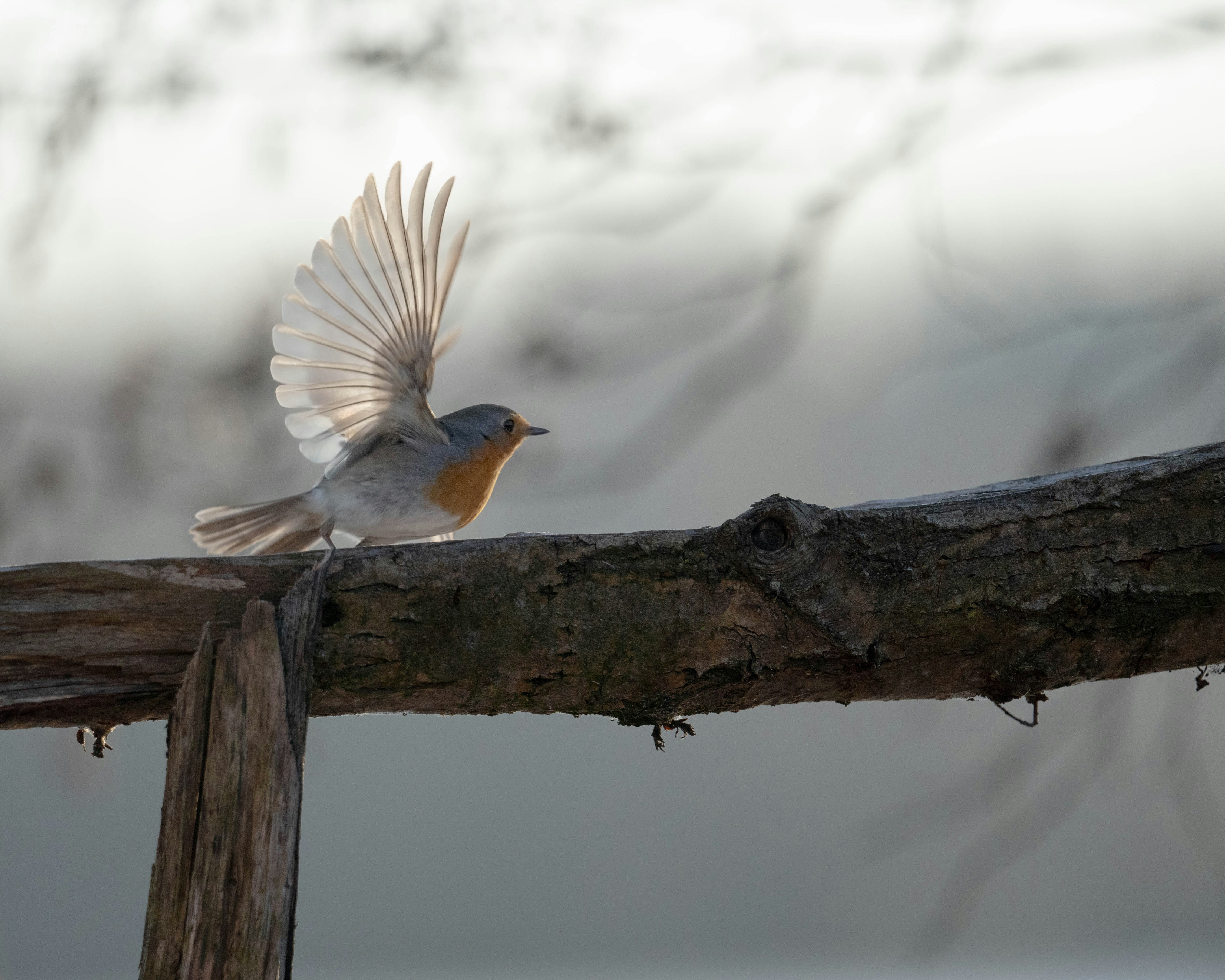 Wingbeat on the Weathered Log