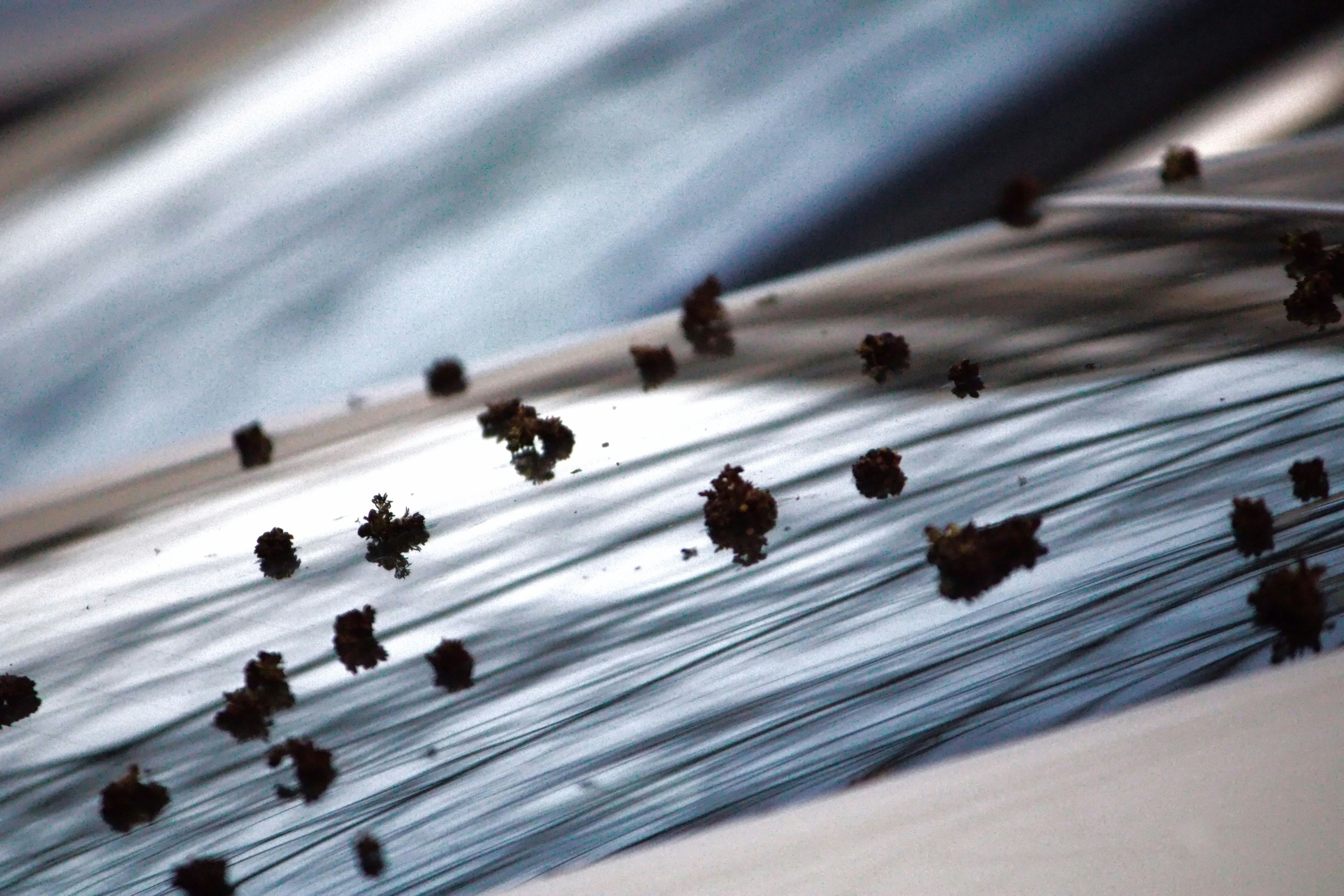 Tree seeds scattered across a car's rear window, reflecting the sky.