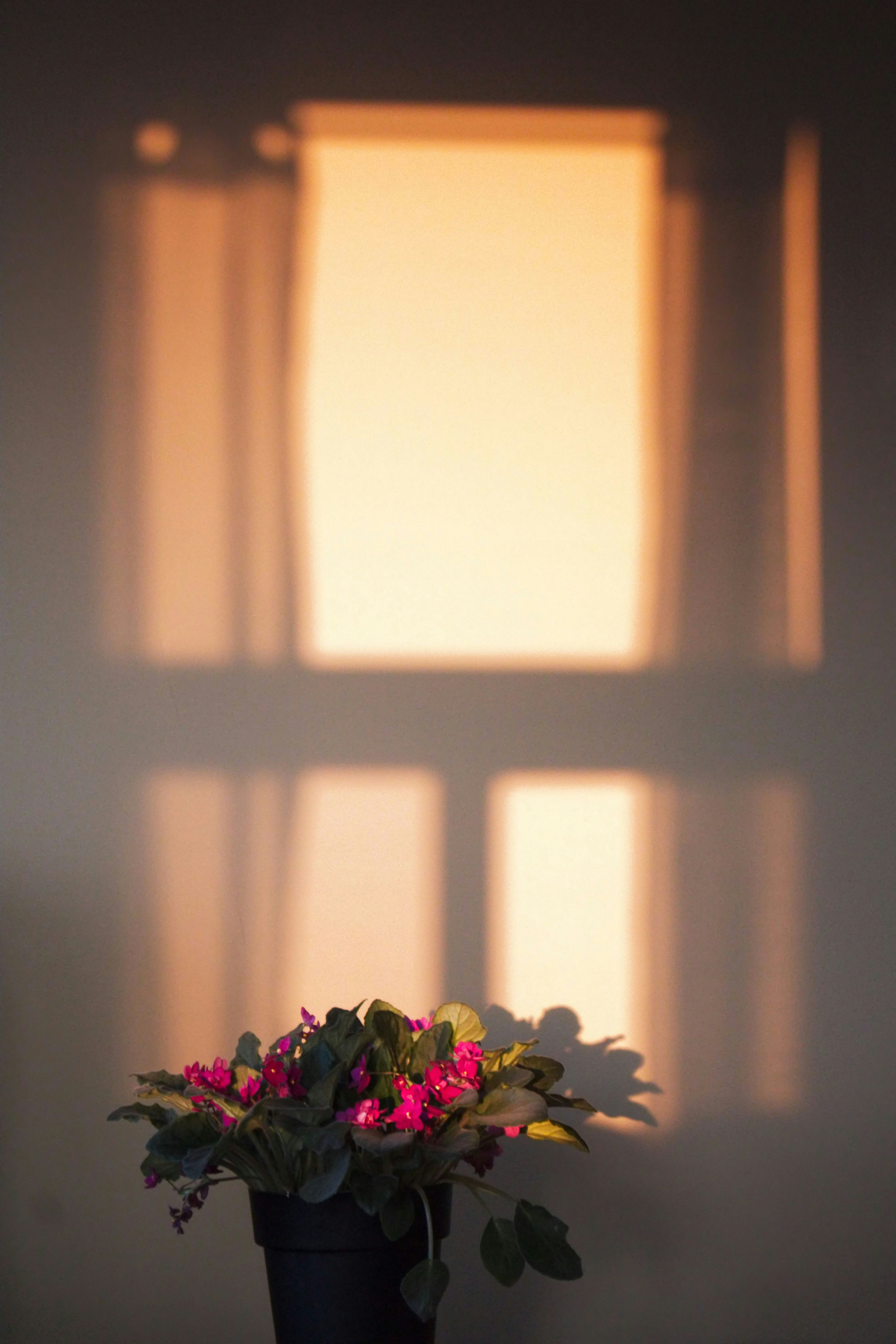 Sunlit Pink Bouquet Framed by Amber Window Shadows