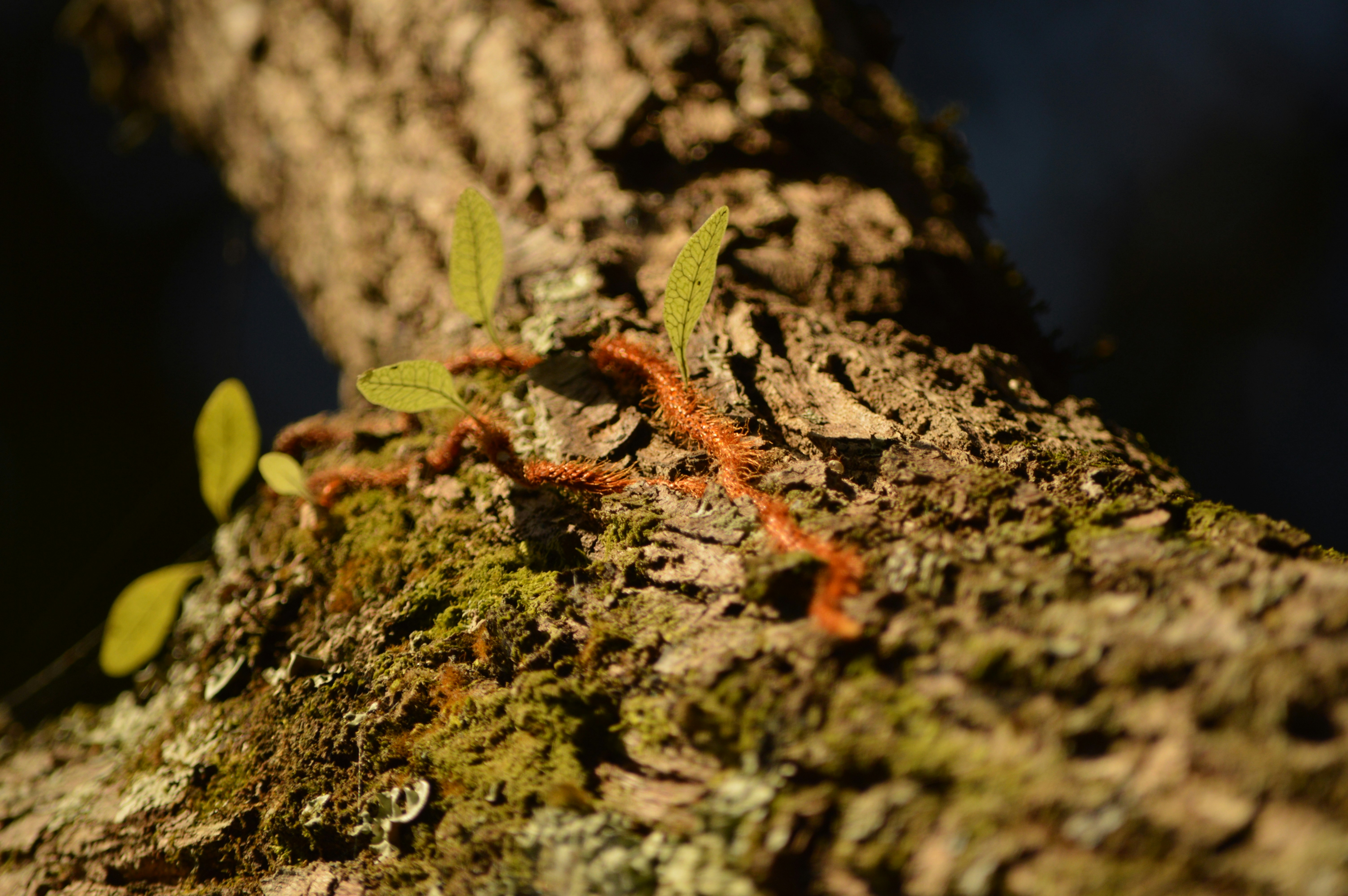 Photo by Alex Pessoa with Nikon D3200