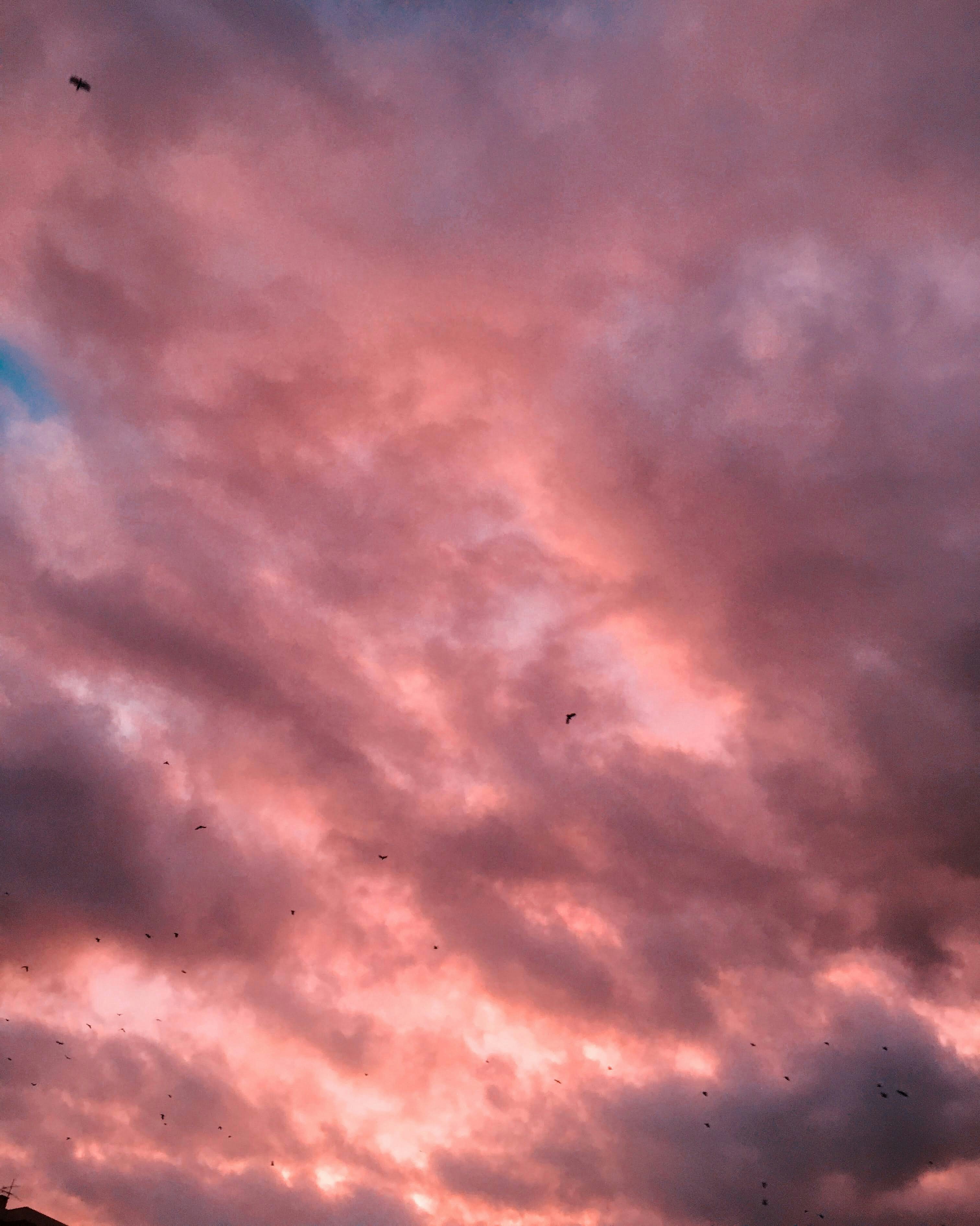 Pink Sky Currents: Sunset Clouds and a Wandering Flock