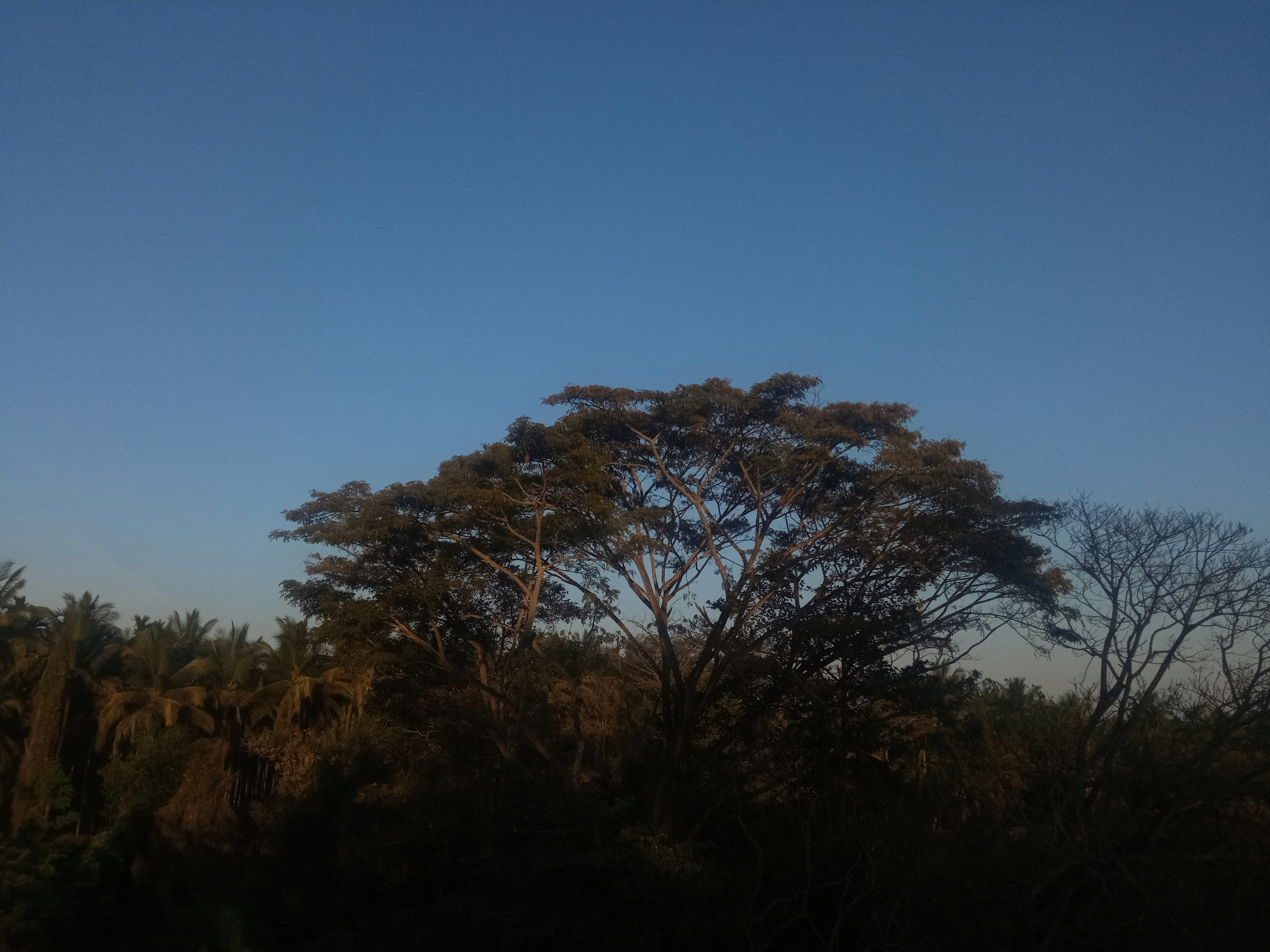 Tree and sky in the background.