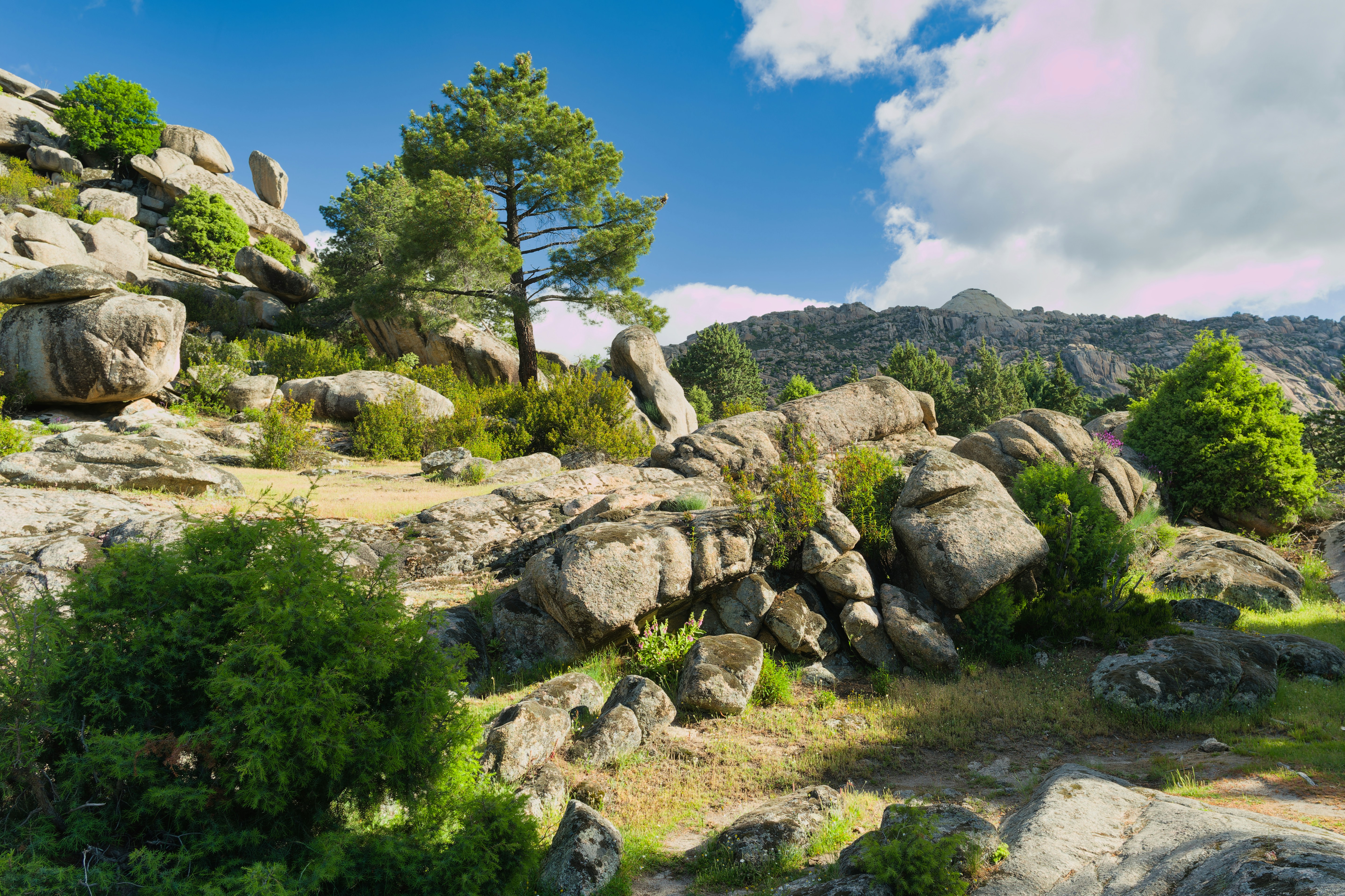 Rocky hillside with scattered pines under a bright azure sky