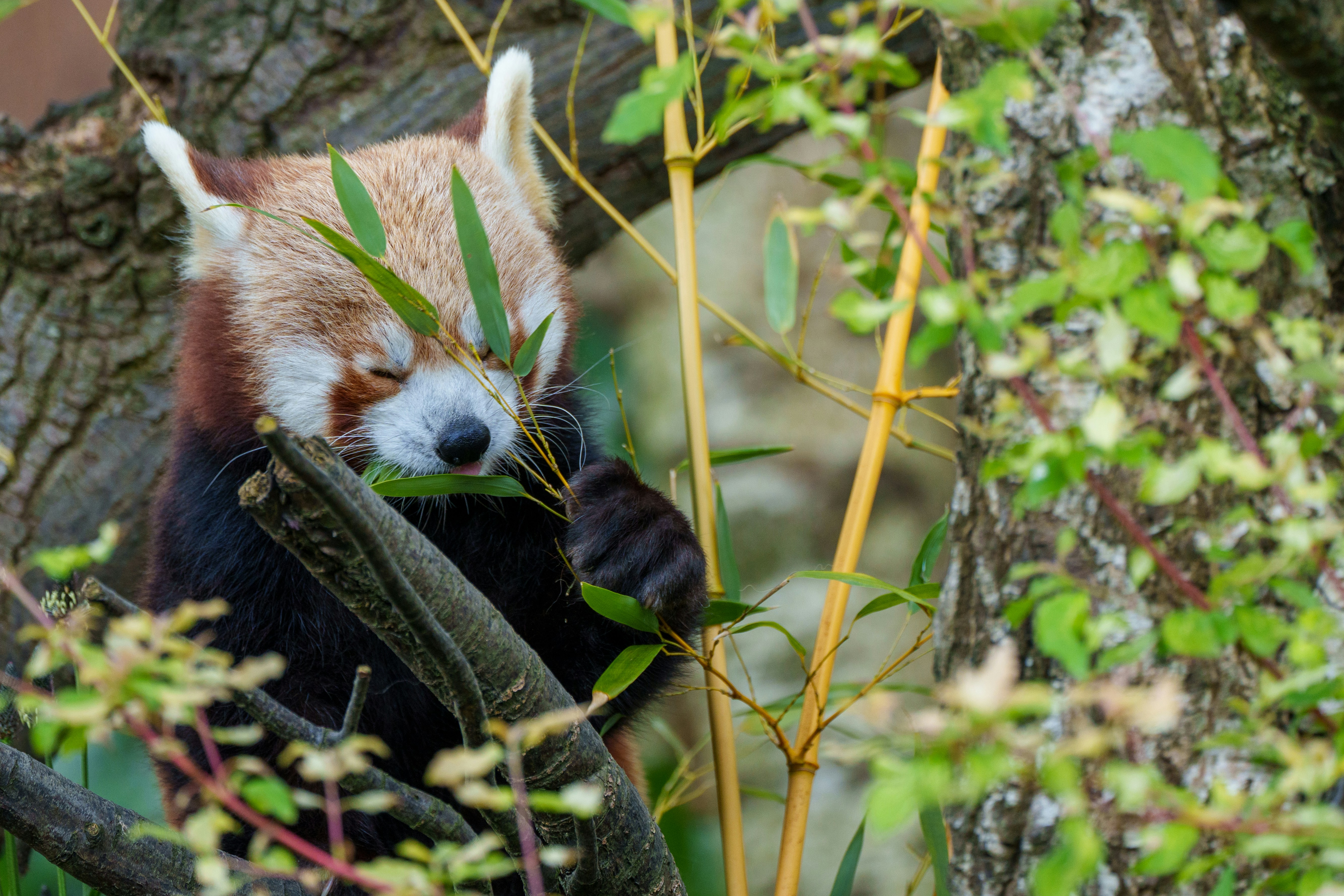 A red panda eating bamboo in a tree photo – Free Wildlife Image on Unsplash
