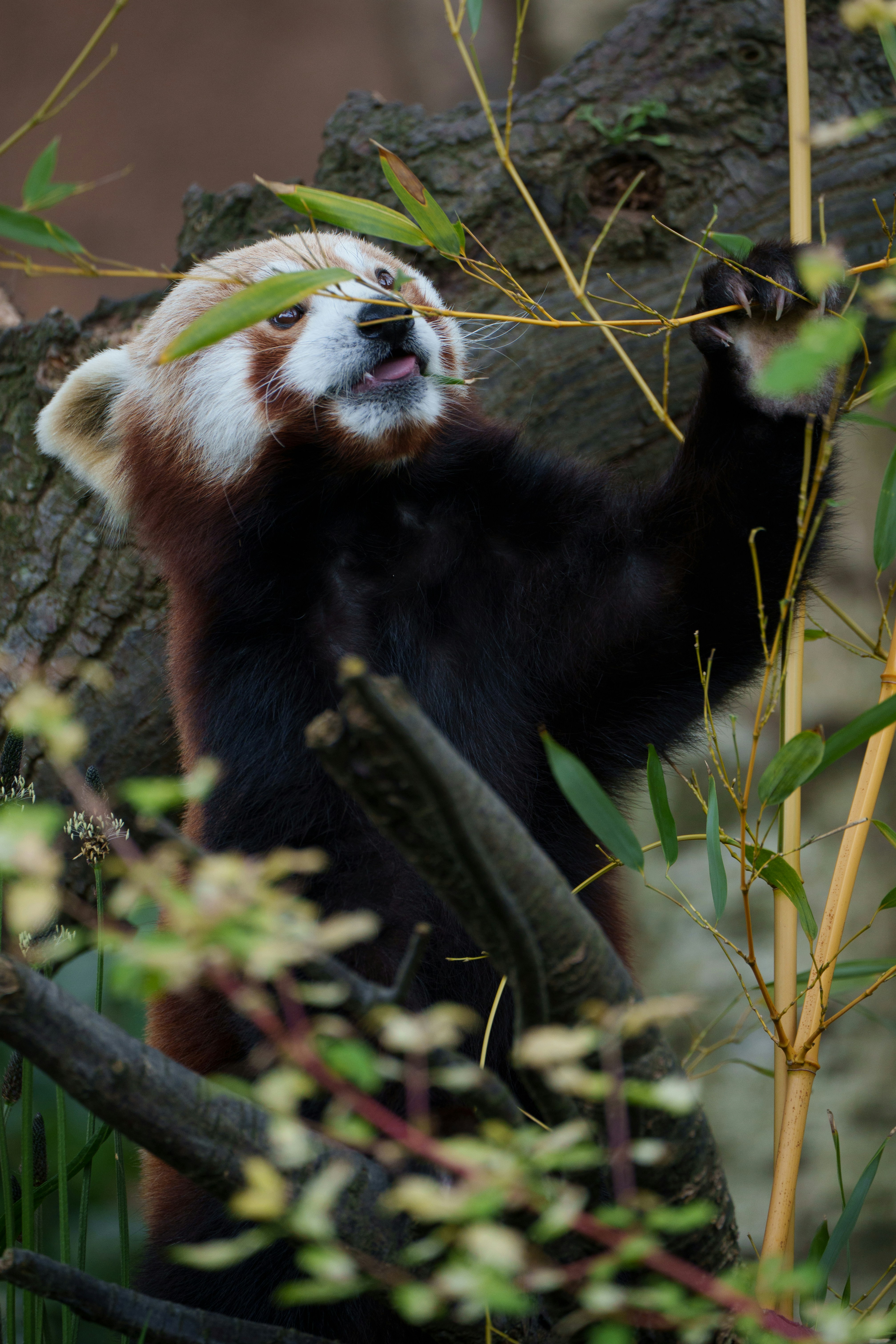 Red Panda Reaches Through a Bamboo Curtain in a Quiet Thicket