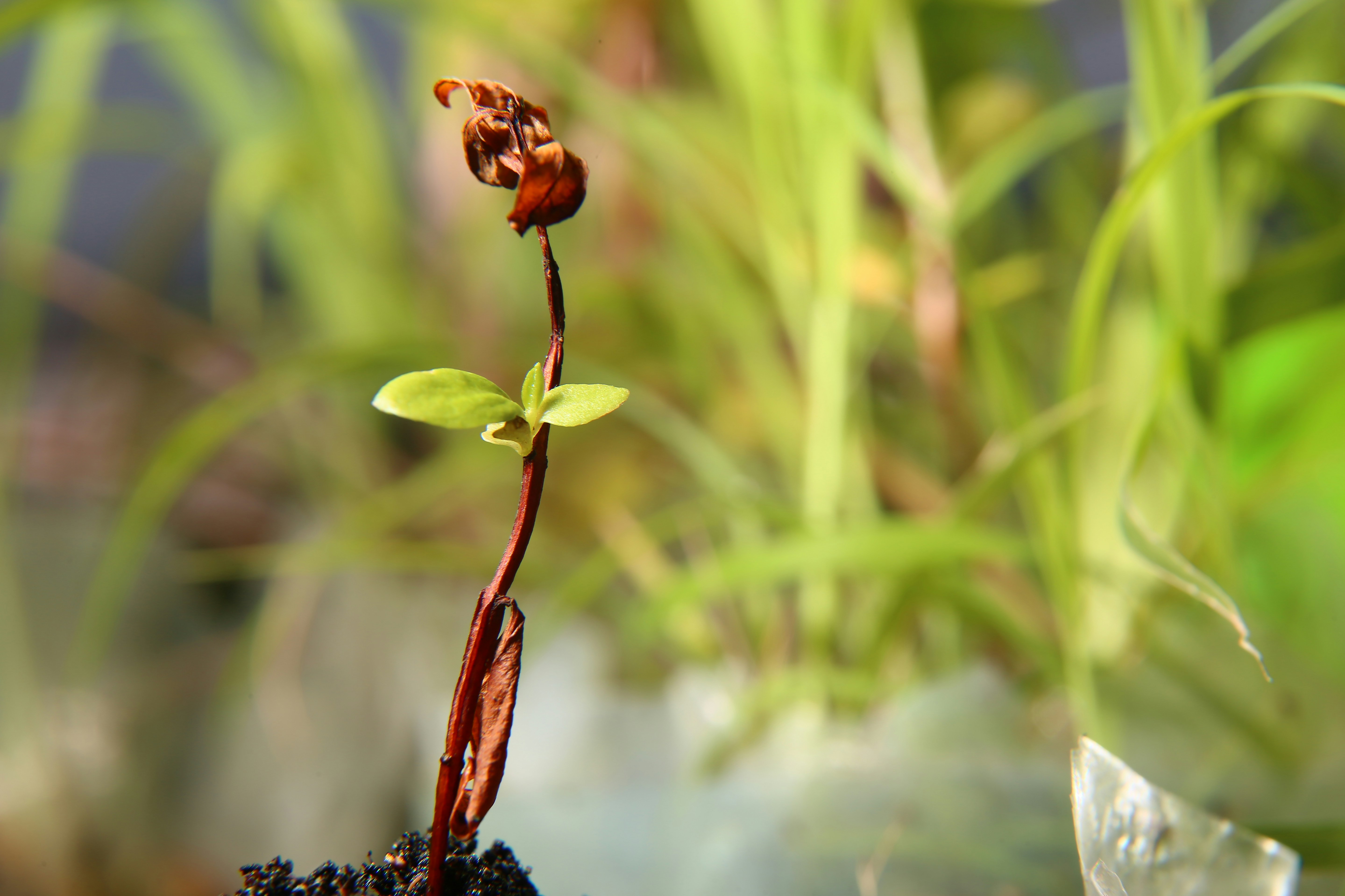 A plant sprouting from a rock in a garden photo – Free Cheras Image on ...