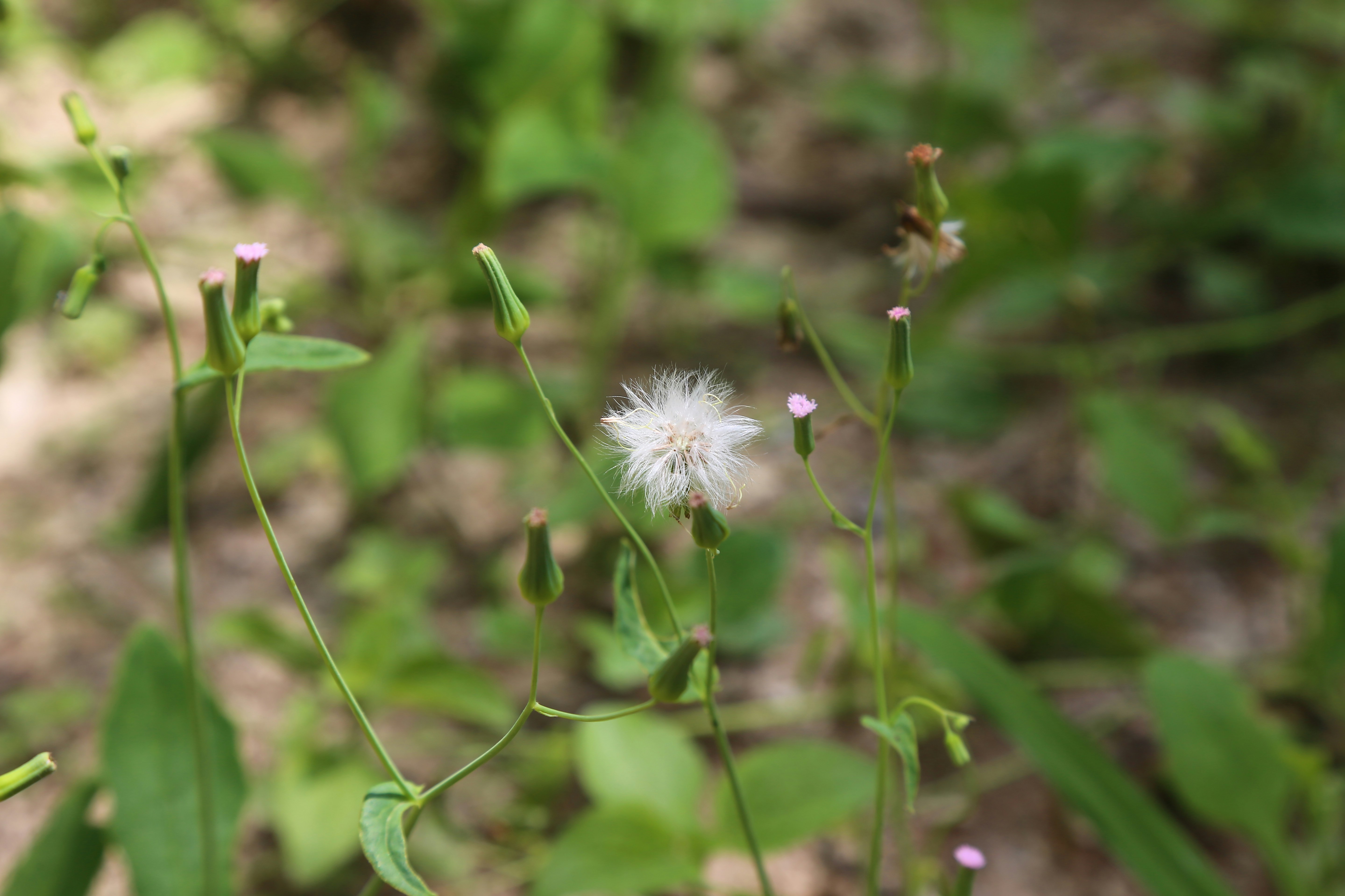 A delicate white flower surrounded by green foliage and tiny pink buds, showcasing the intricate beauty of nature's details.