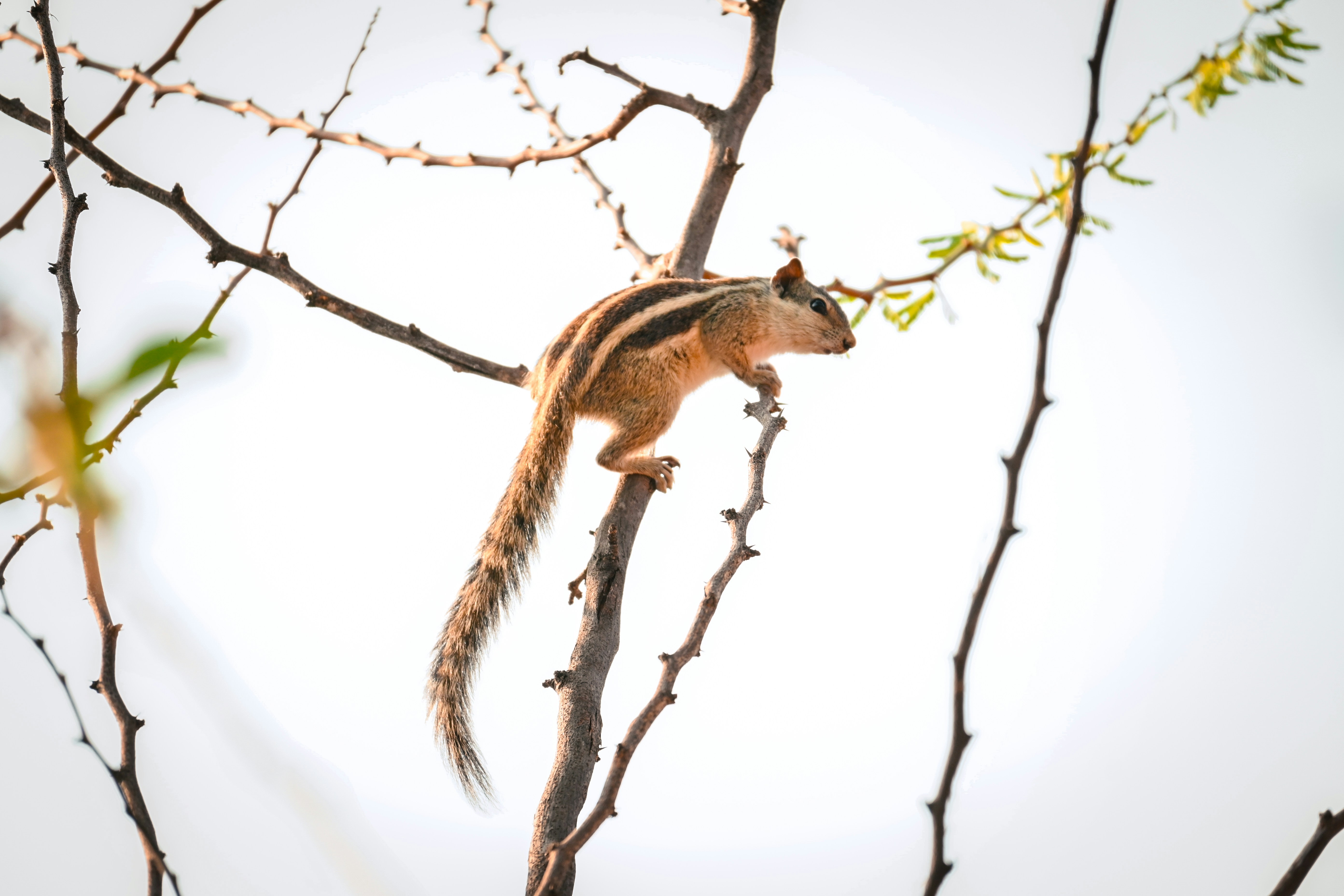 Perched Squirrel on a Bare Branch in a Quiet, Backlit Moment