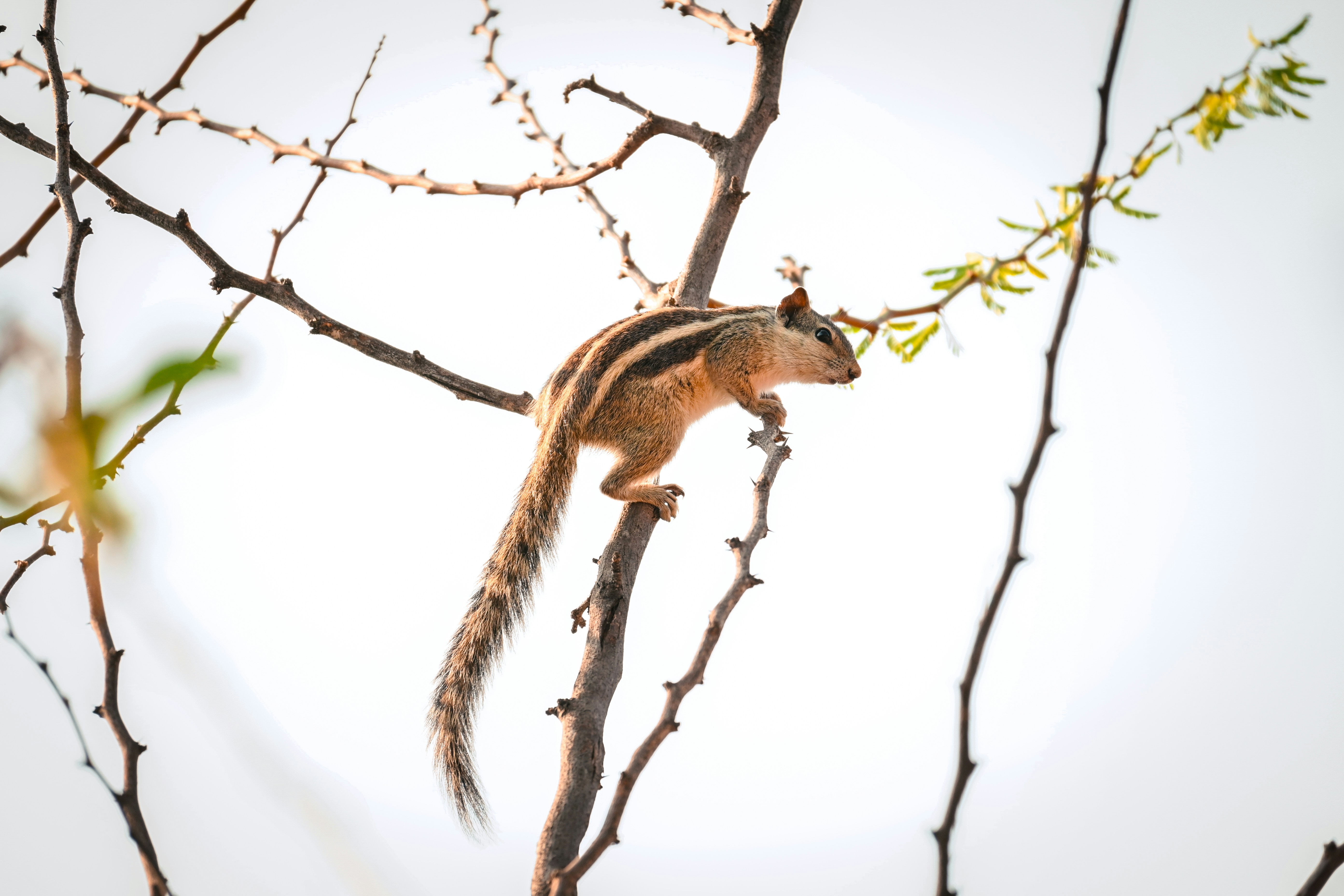 a squirrel is sitting on a tree branch