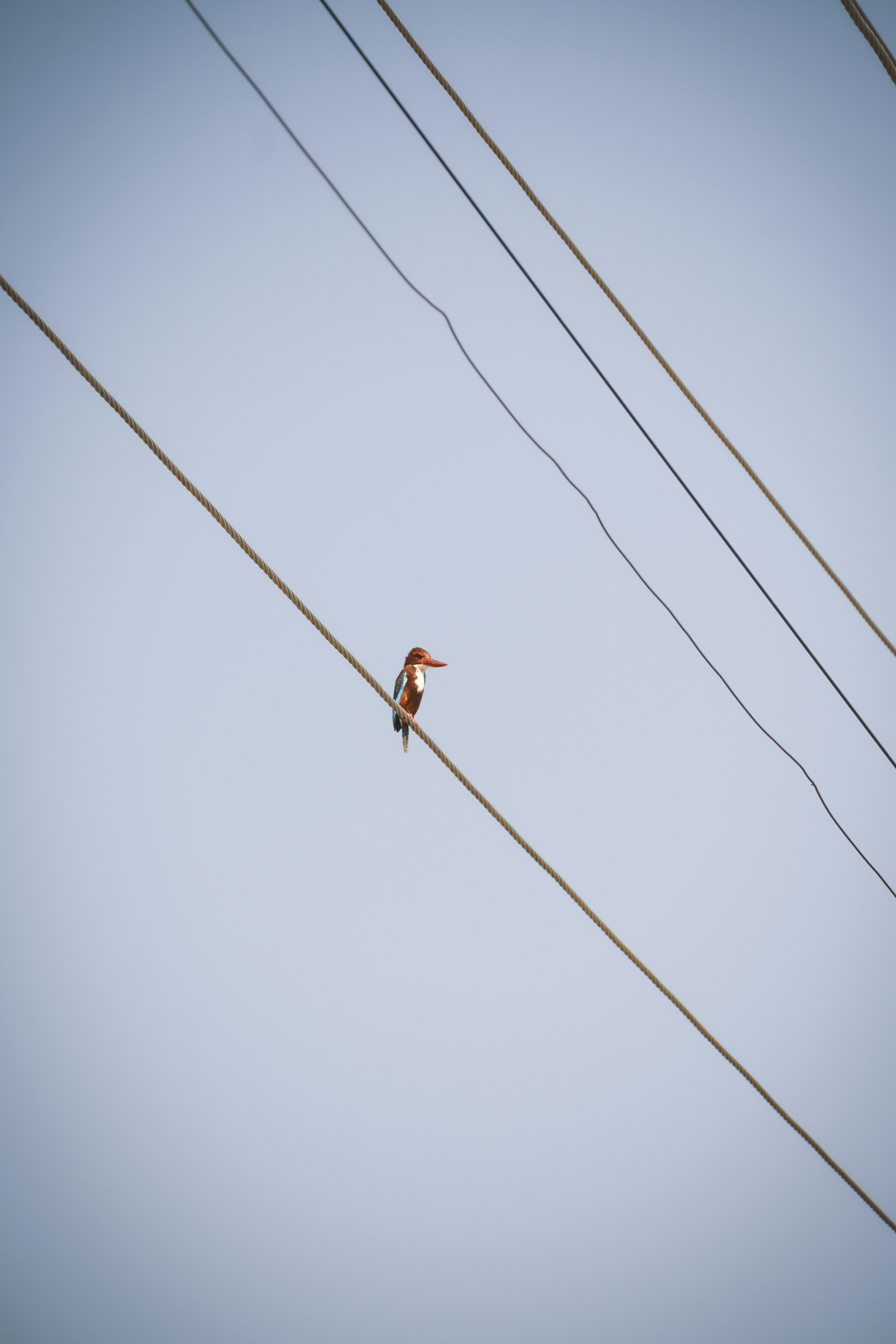Nude Bird Tf Tg Woman Pictures | Download Free Images on Unsplash