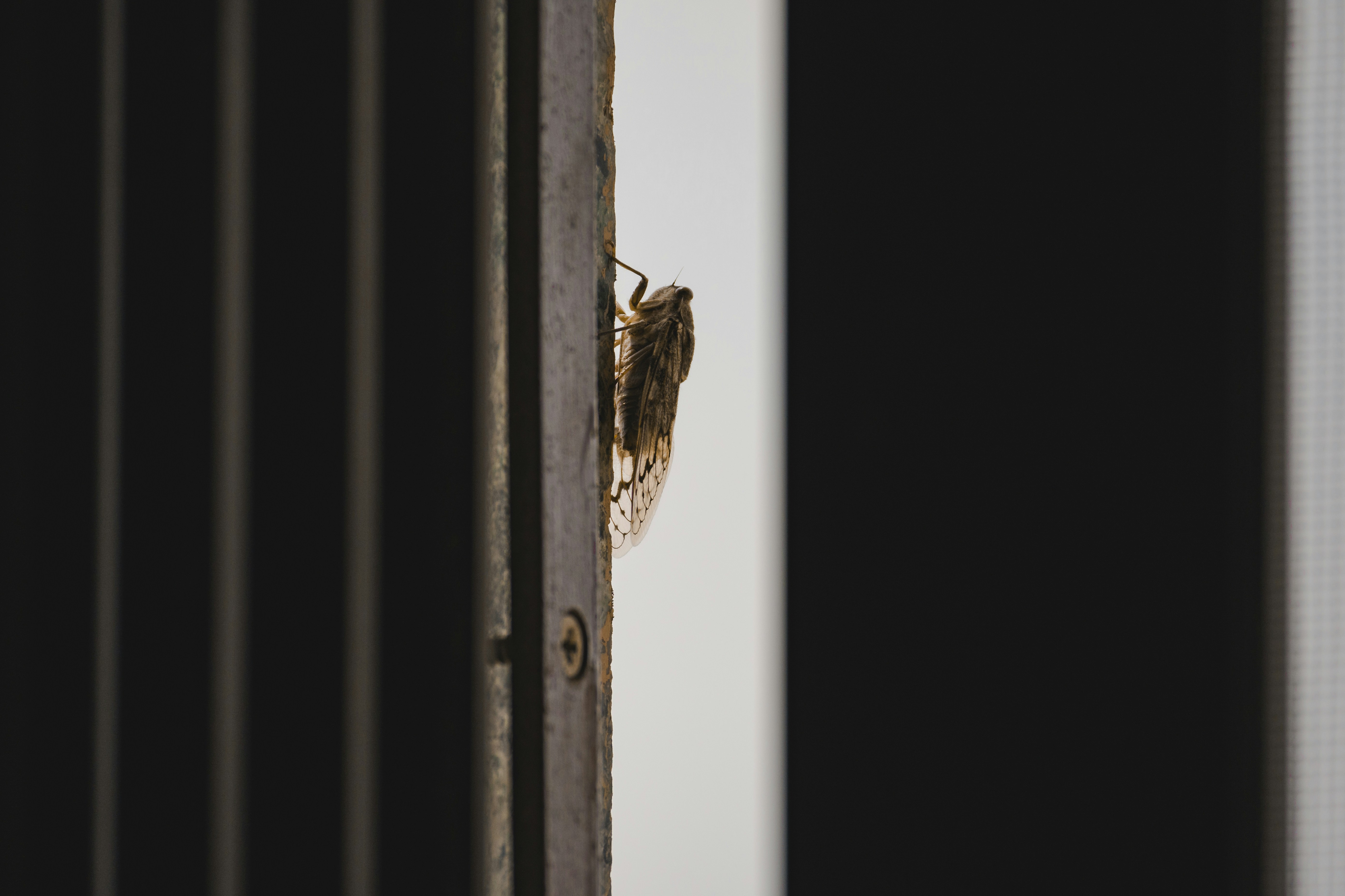 Threshold Dwellers: A Moth Clings Between Light and Shadow