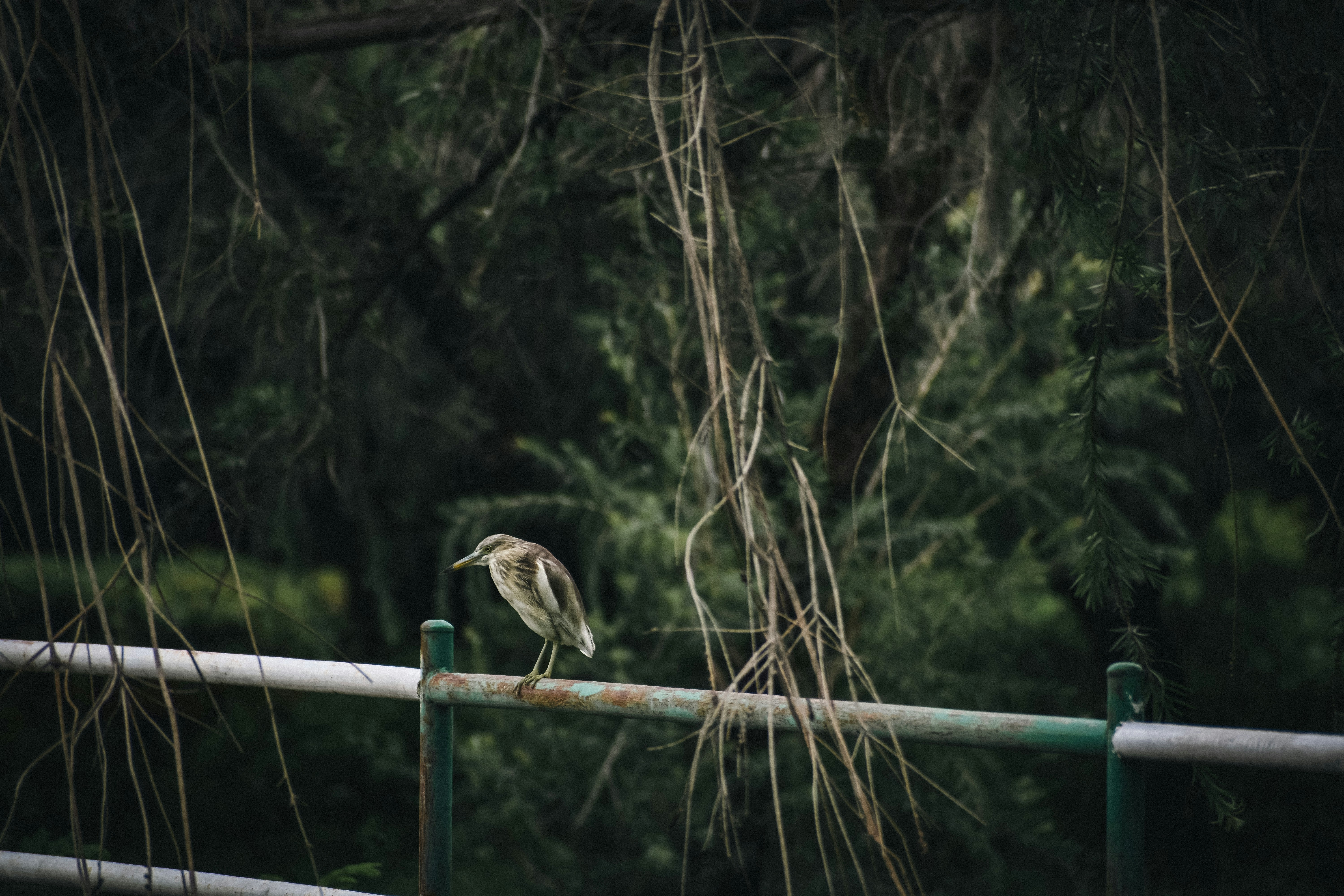 Lone Heron on a Weathered Rail Beneath Weeping Vines