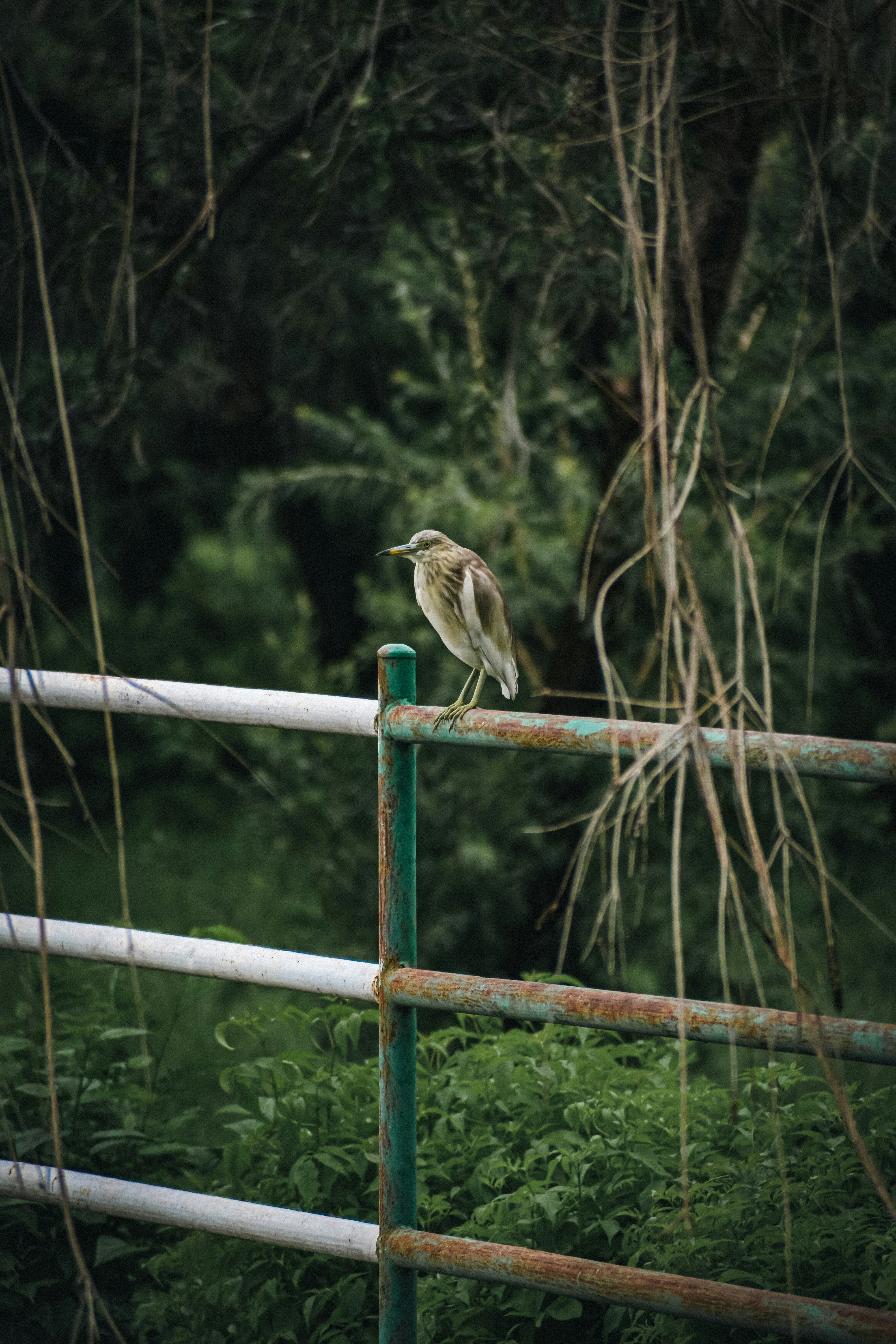 Photo by Garv Chaplot with Nikon D5600