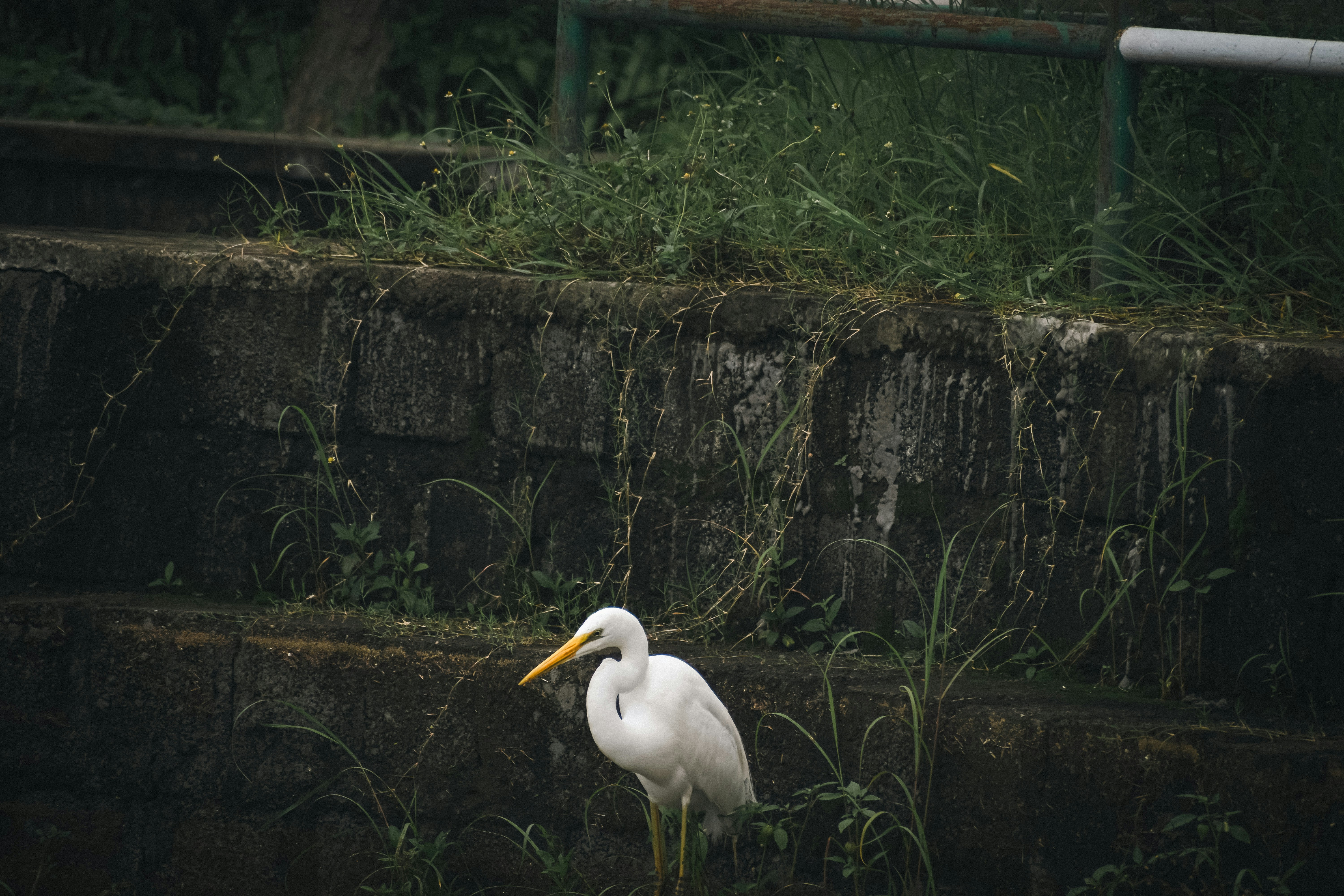 White Egret Pauses on Mossy Steps at Dusk