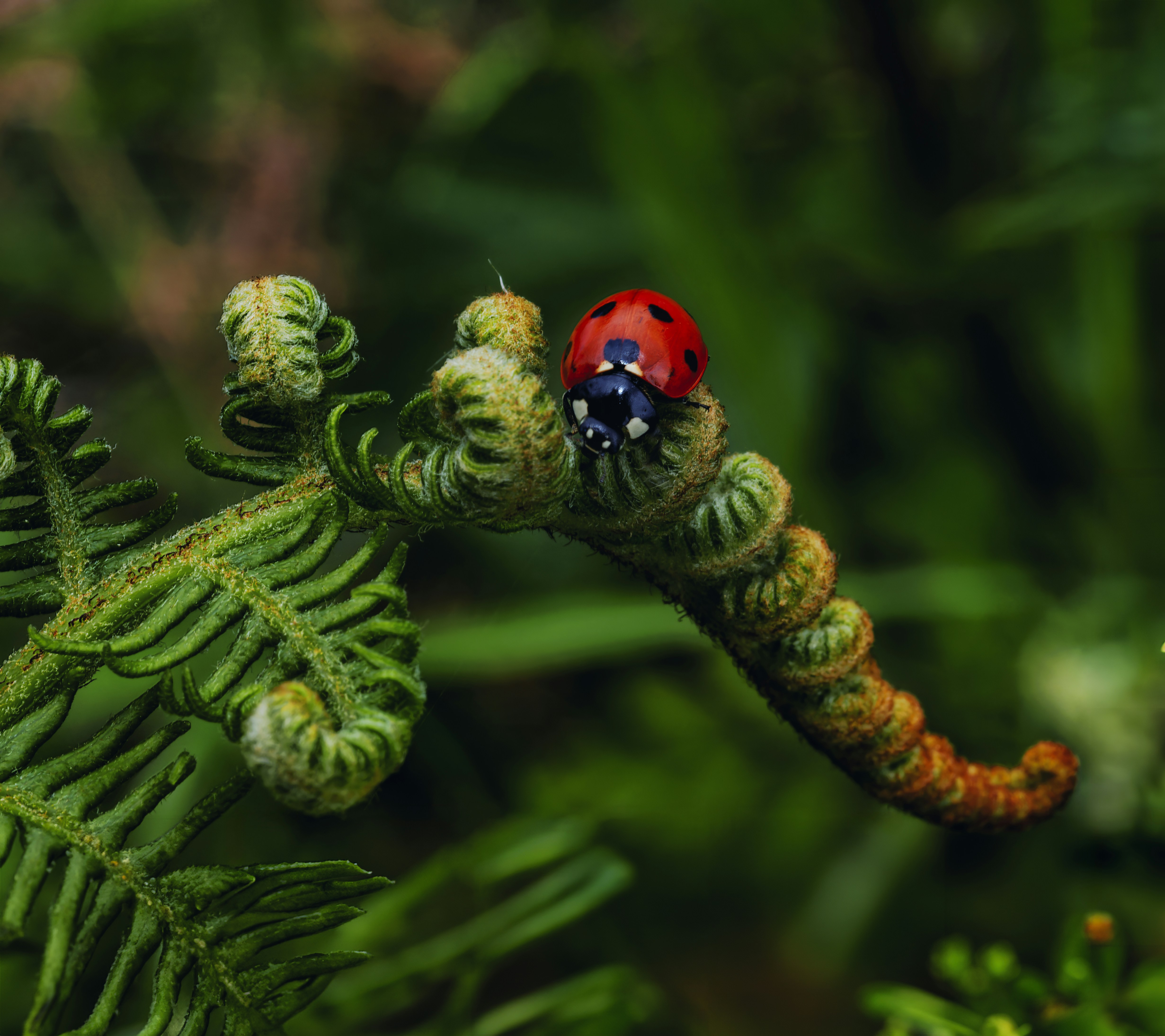 Lady In Red. Ladybird in the Spring greens of the Jurassic Coast, Devon, UK