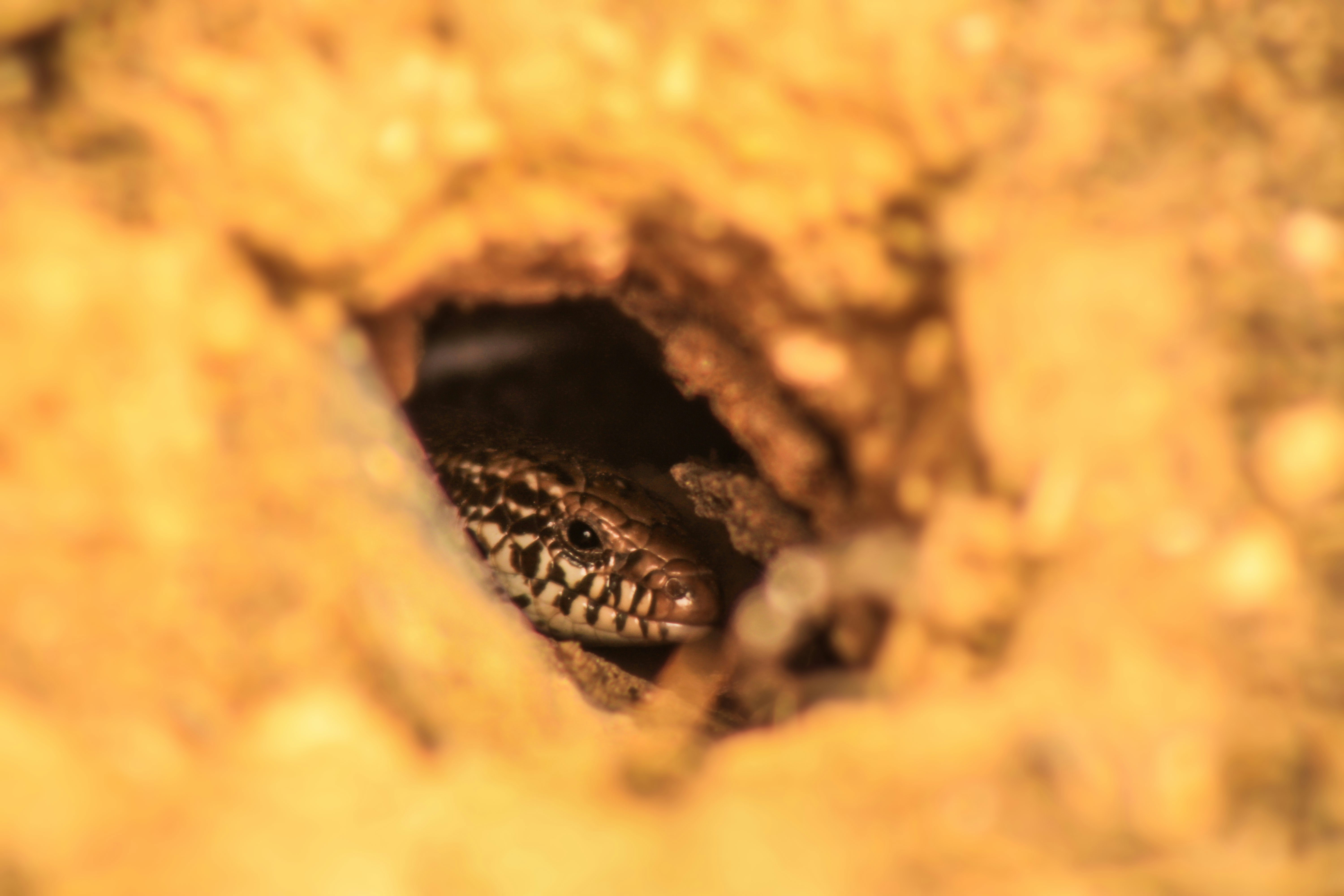 A close up of a small lizard in a hole photo – Free Snake Image on Unsplash