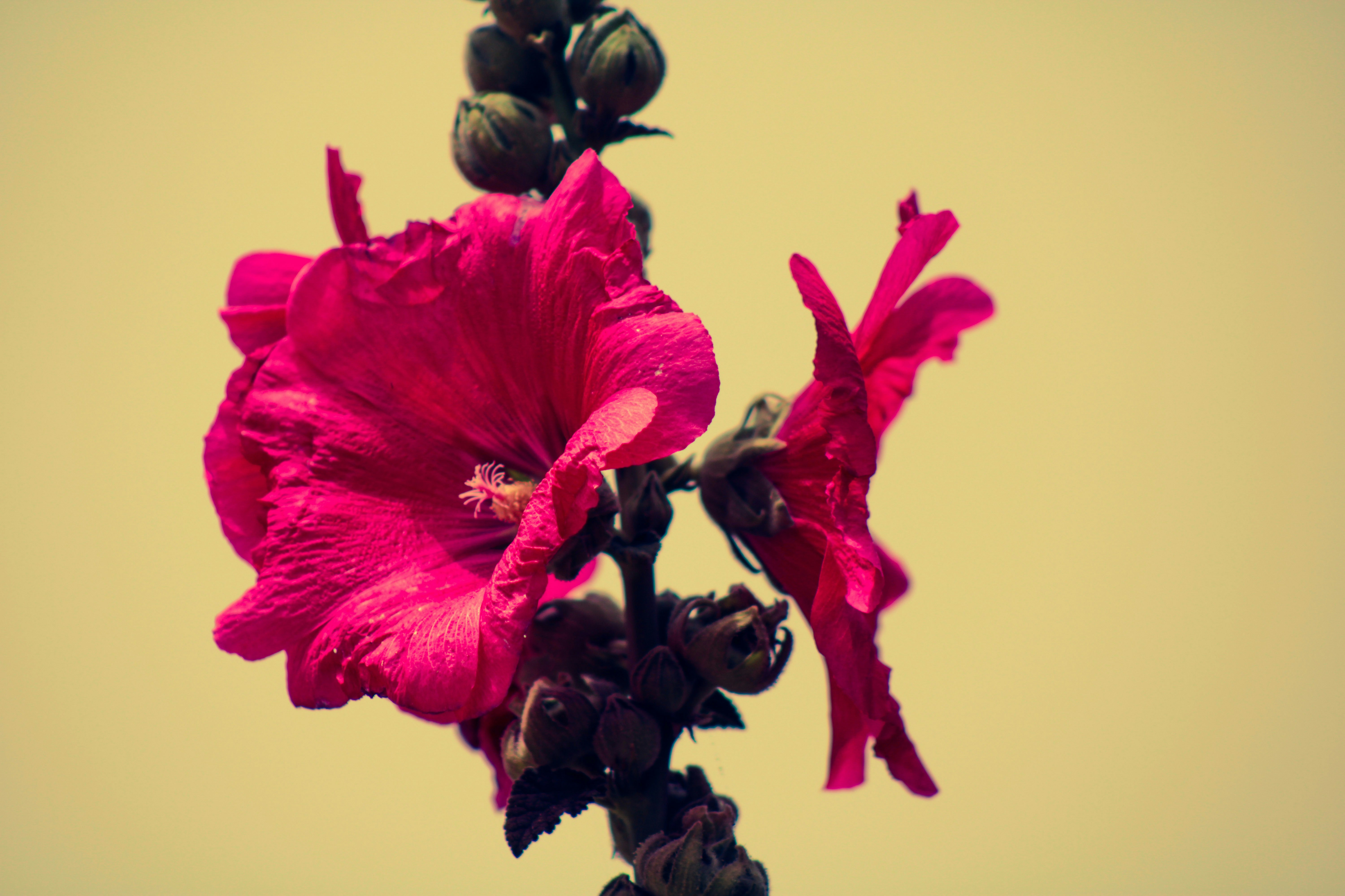 Crimson Hollyhock Against a Soft Lemon Backdrop
