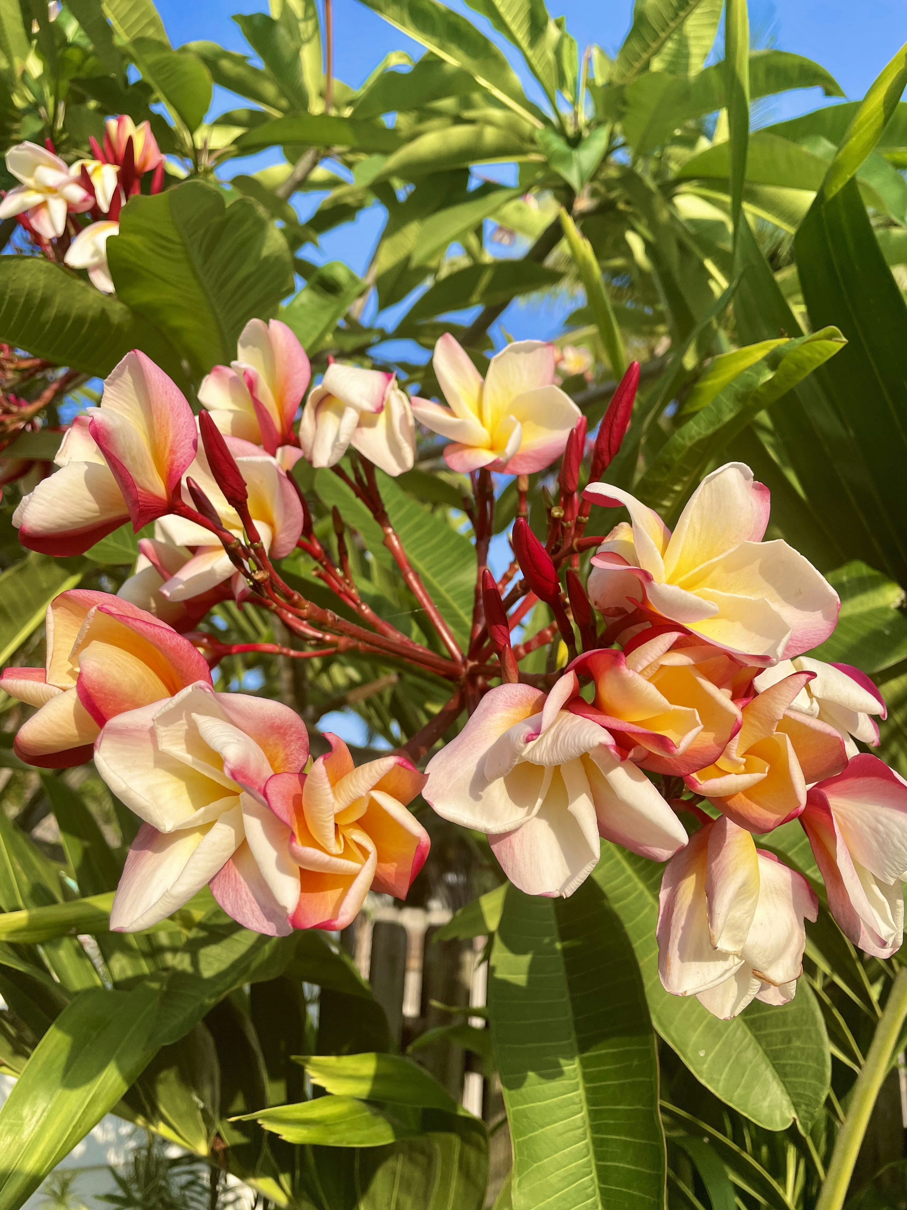 Sunlit Frangipani Cluster: Coral-Buttercream Blooms in Tropical Light